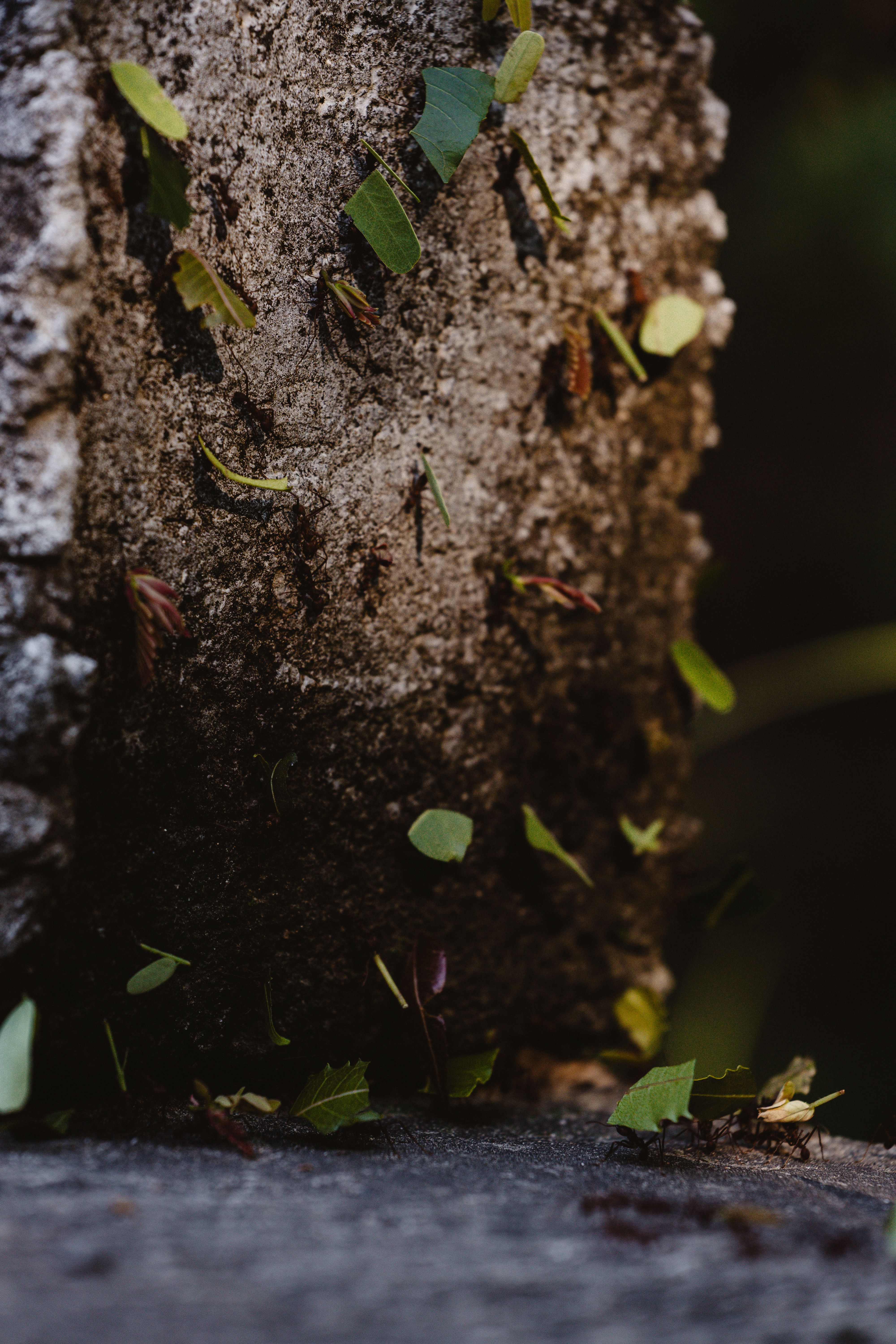 Tree trunk with burrow in autumn woods · Free Stock Photo