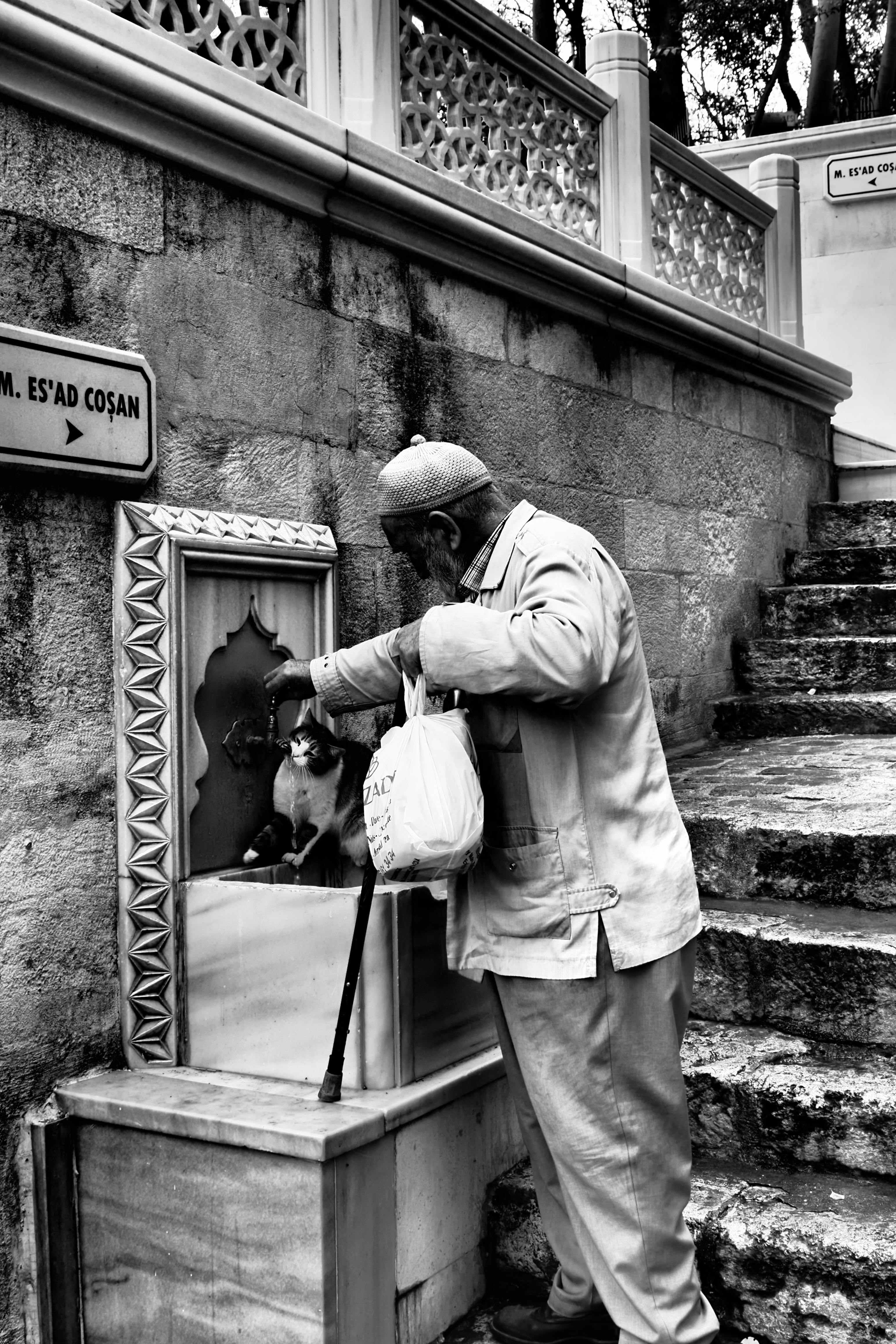 Real Cats Photos, Download The BEST Free Real Cats Stock Photos & HD Images