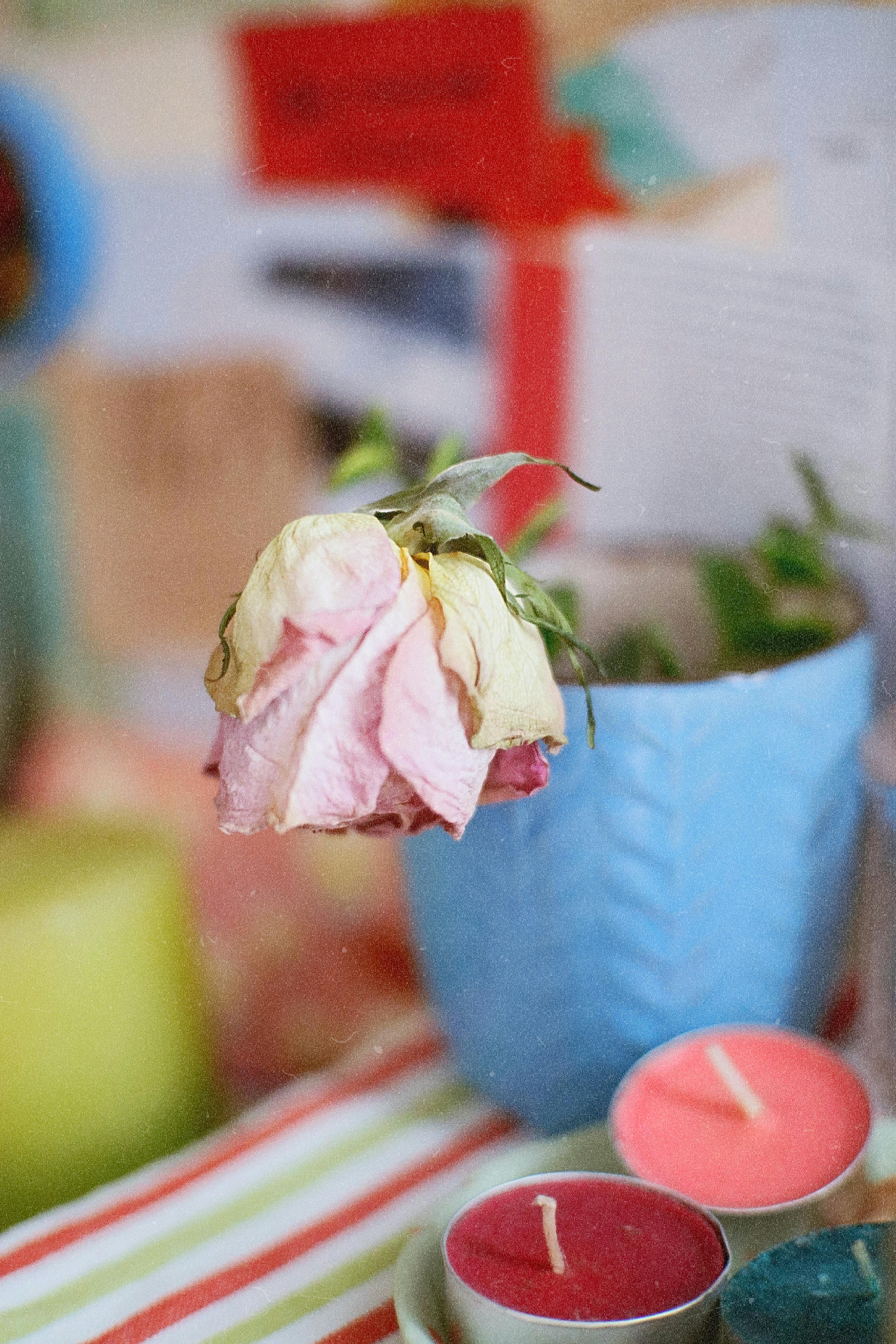Colorful Still Life with Wilted Rose and Candles · Free Stock Photo