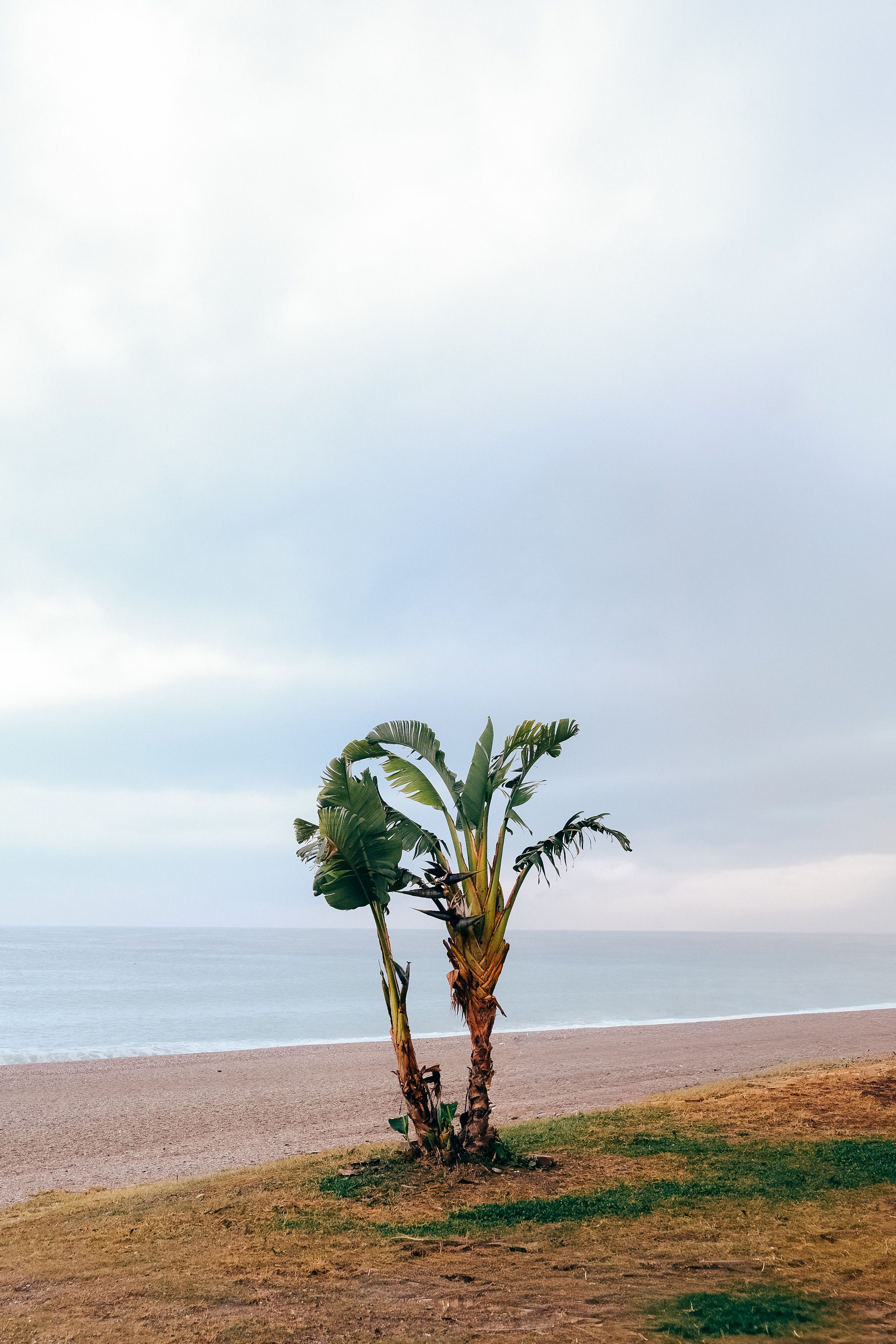 Beach With Palm Tree Landscape Photos, Download The BEST Free Beach ...