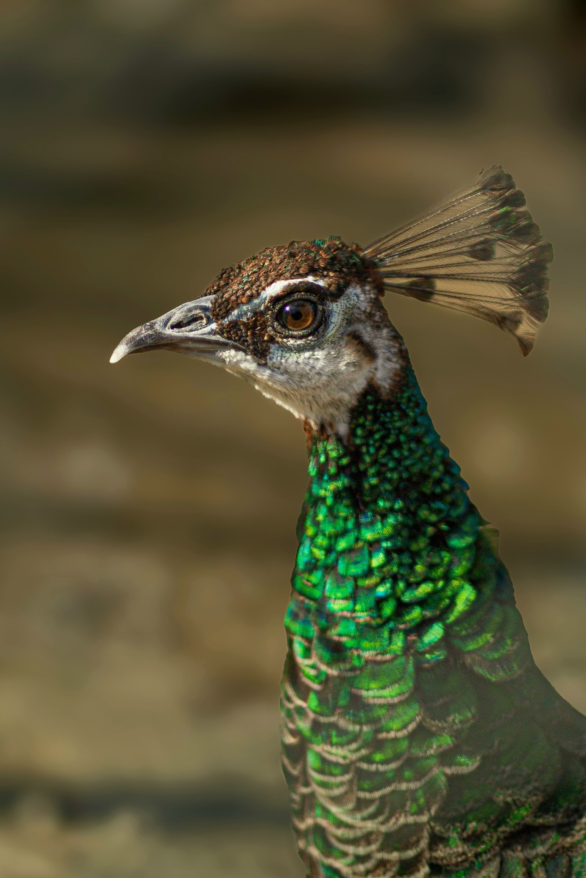 Pavo Tv Download Photos, Download The BEST Free Pavo Tv Download Stock ...