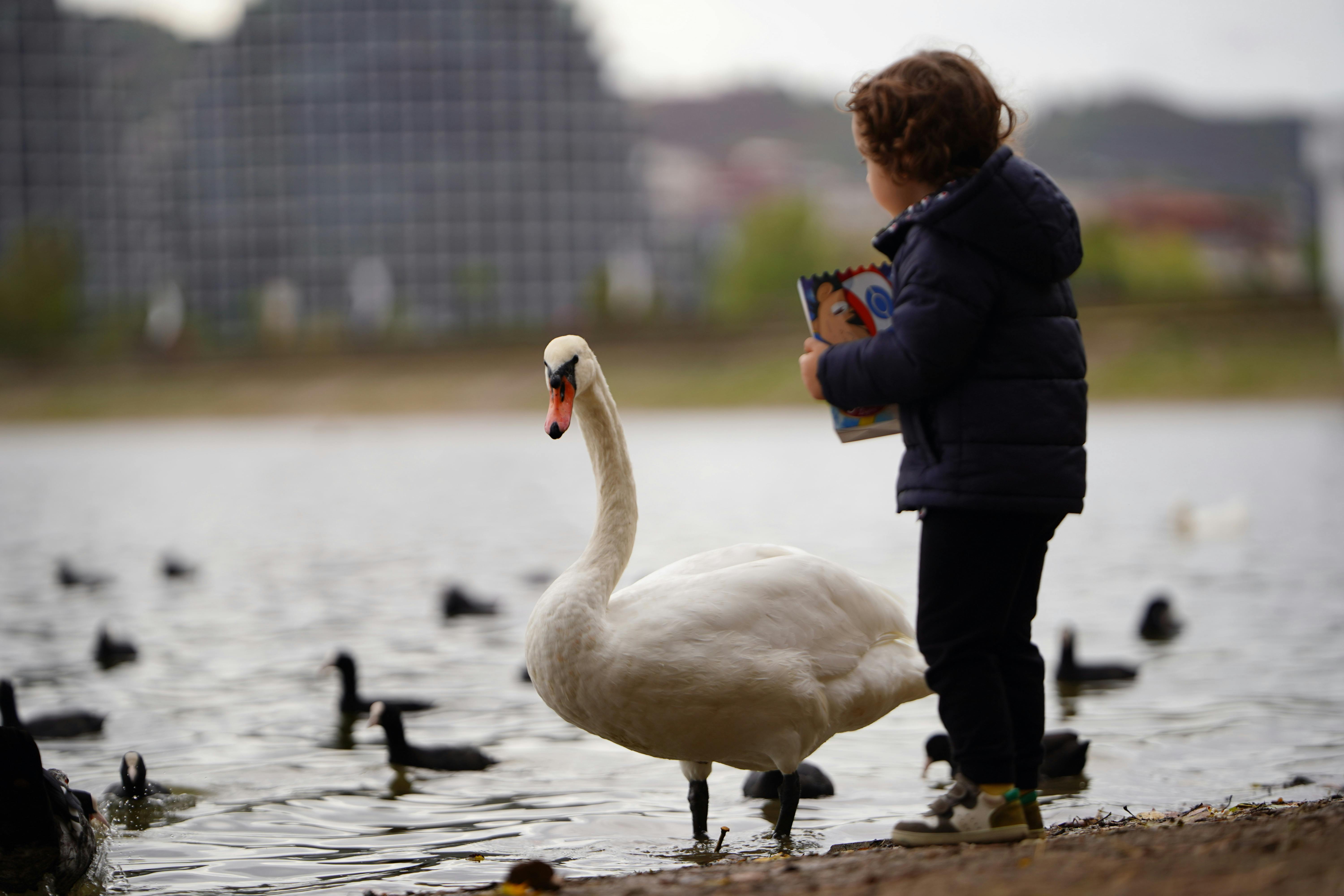 Child Interacting with Swan by Urban Lake · Free Stock Photo