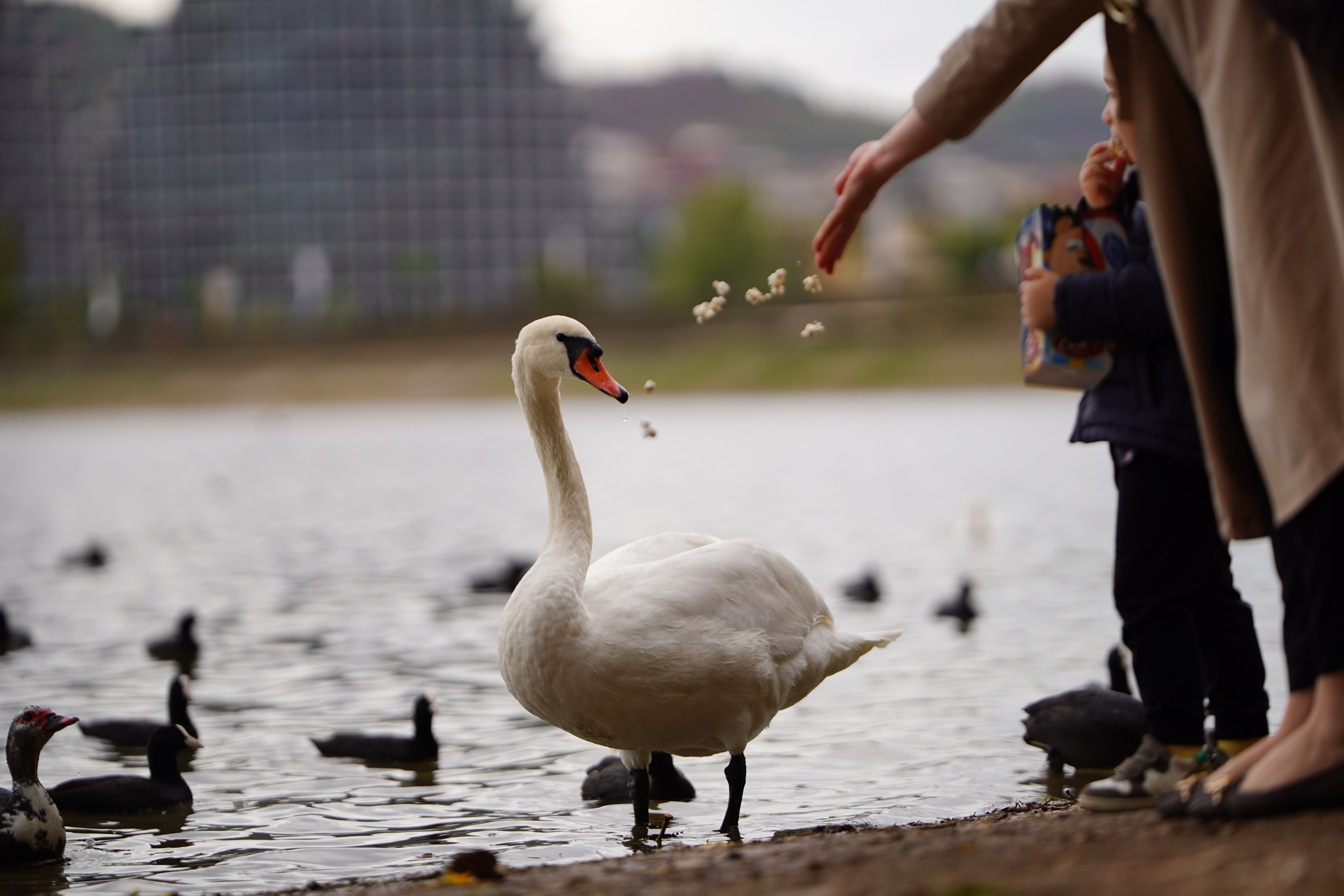Child Feeding Swan Near Tranquil Lake · Free Stock Photo