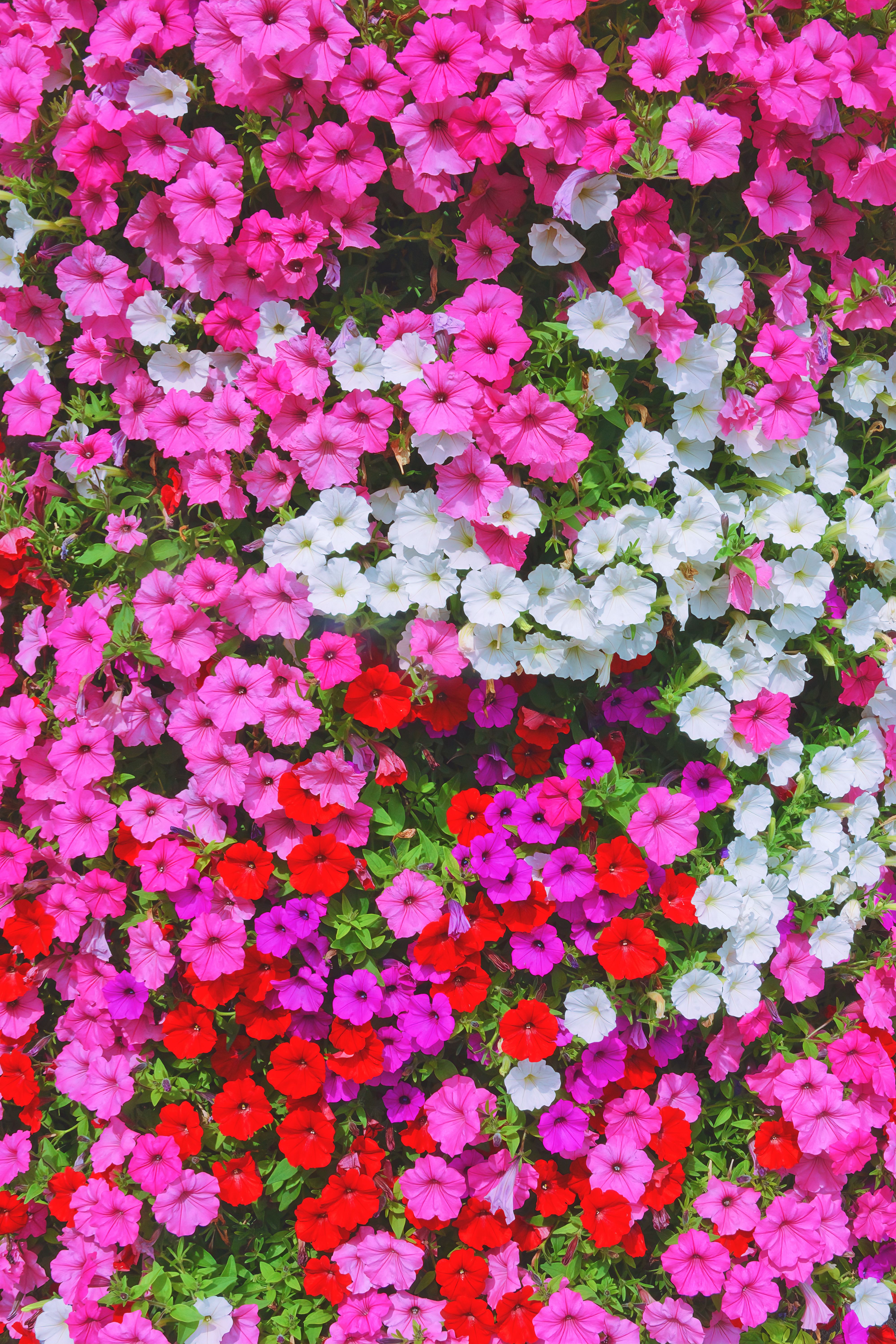 Flower Garden Background Photos, Download The BEST Free Flower Garden ...