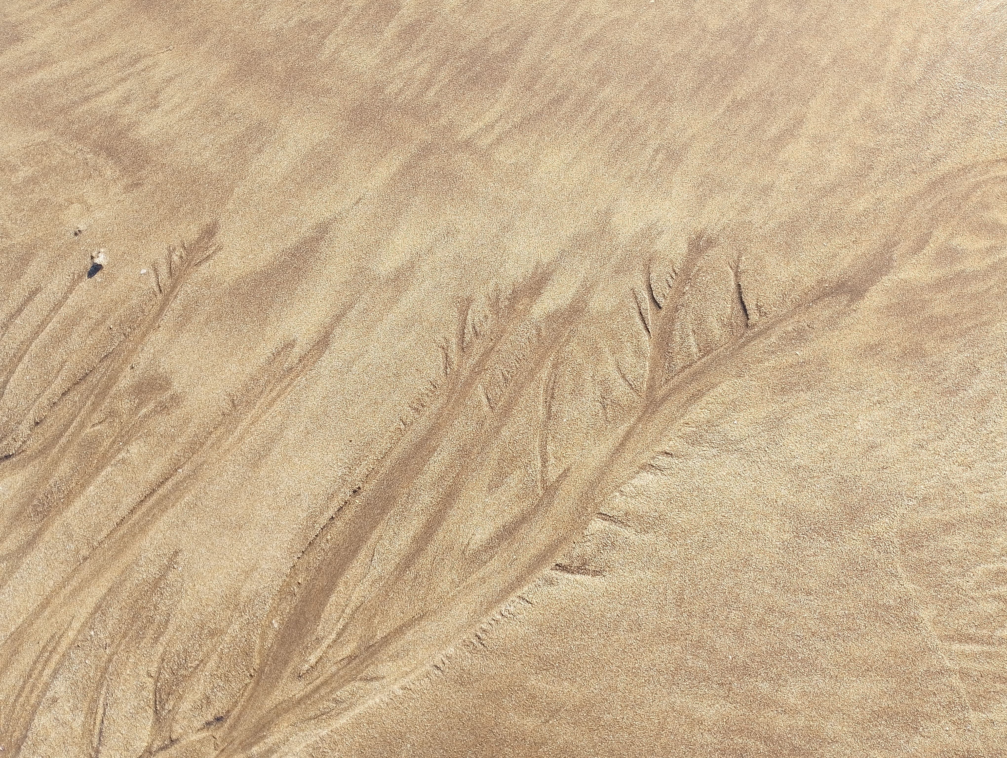 Sand Patterns on Casablanca Beach · Free Stock Photo