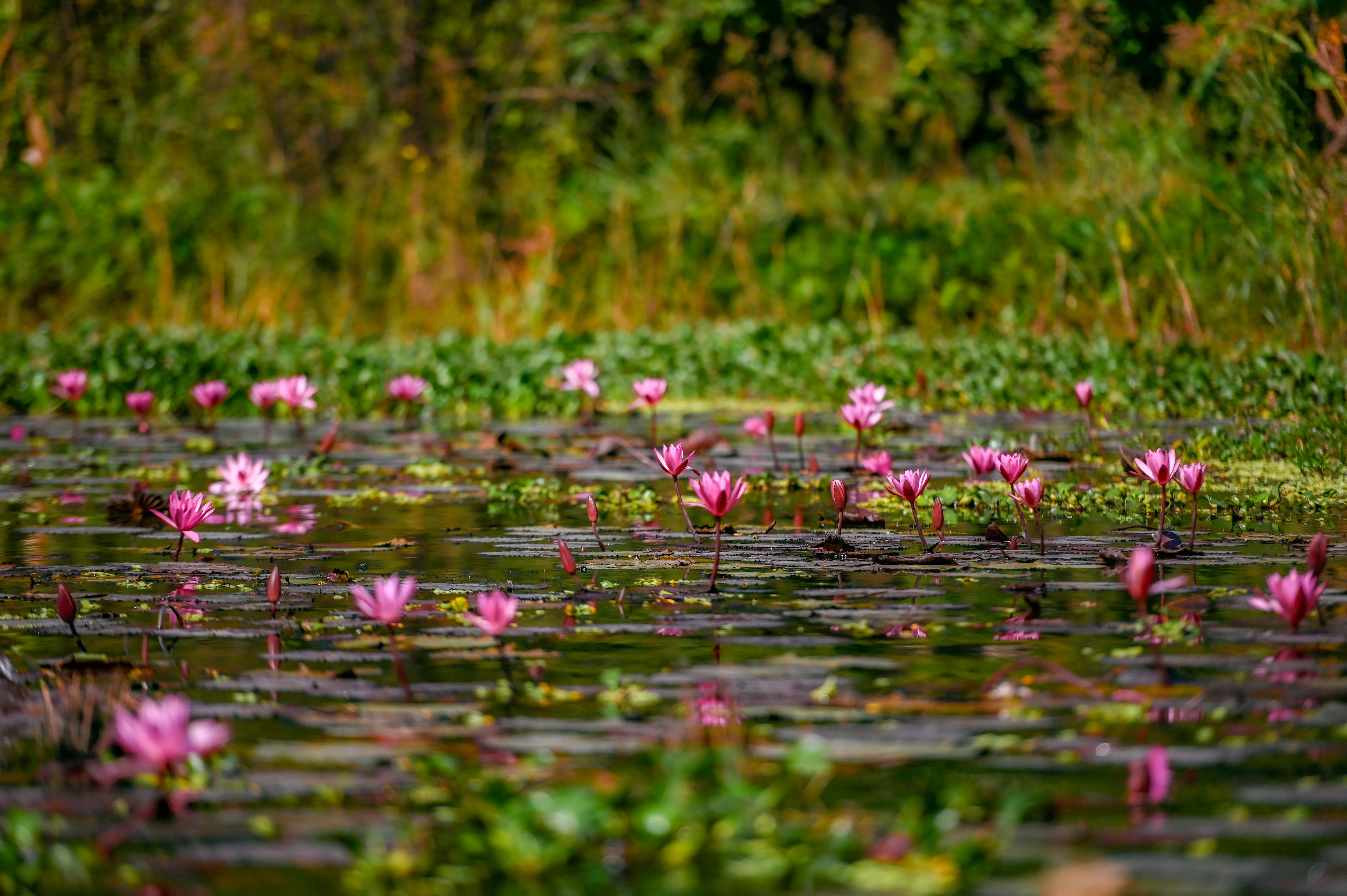 Swamp Flowers Photos, Download The BEST Free Swamp Flowers Stock Photos ...