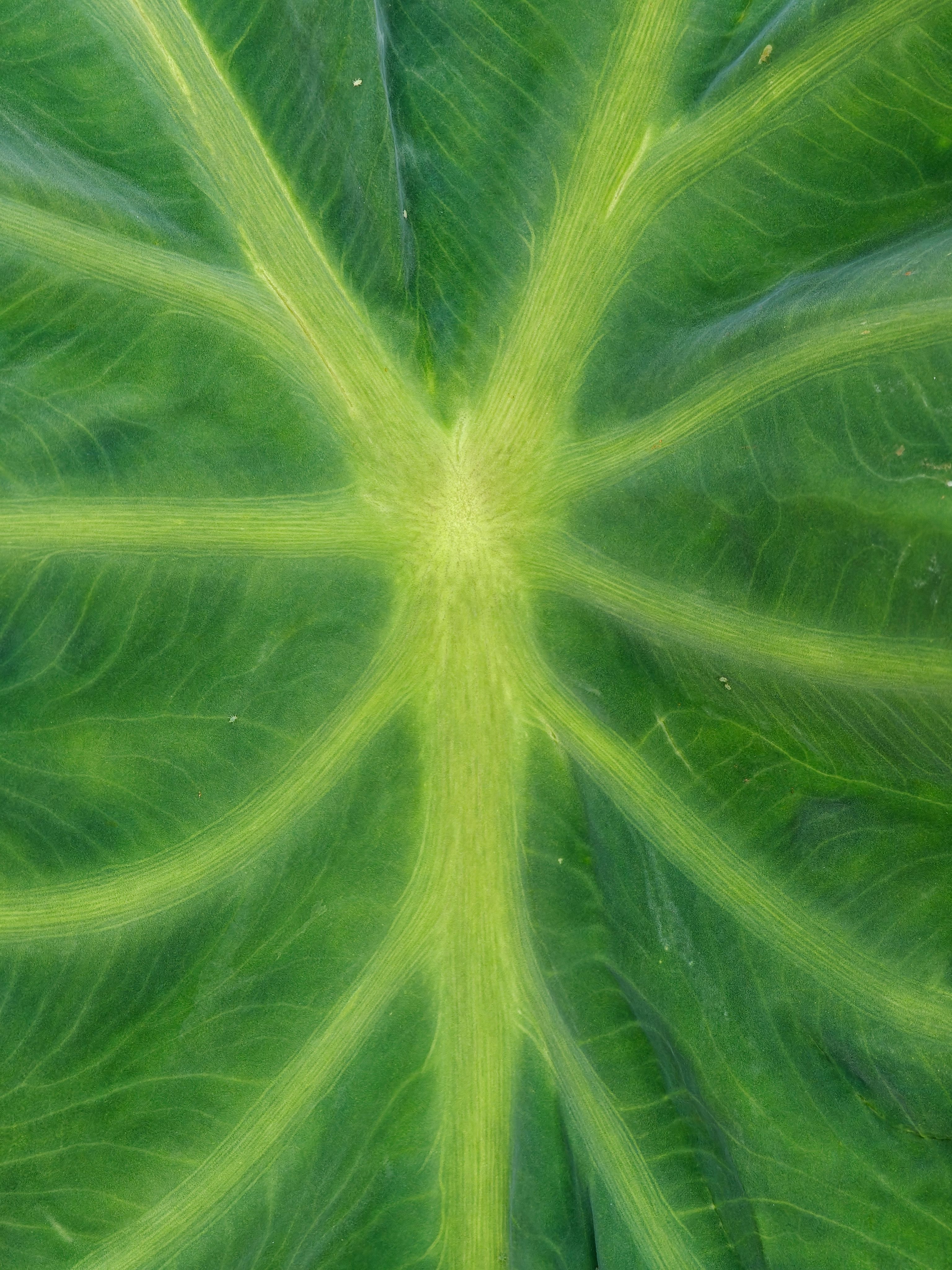 Foto de stock gratuita sobre amante de la naturaleza, anatomia vegetal ...