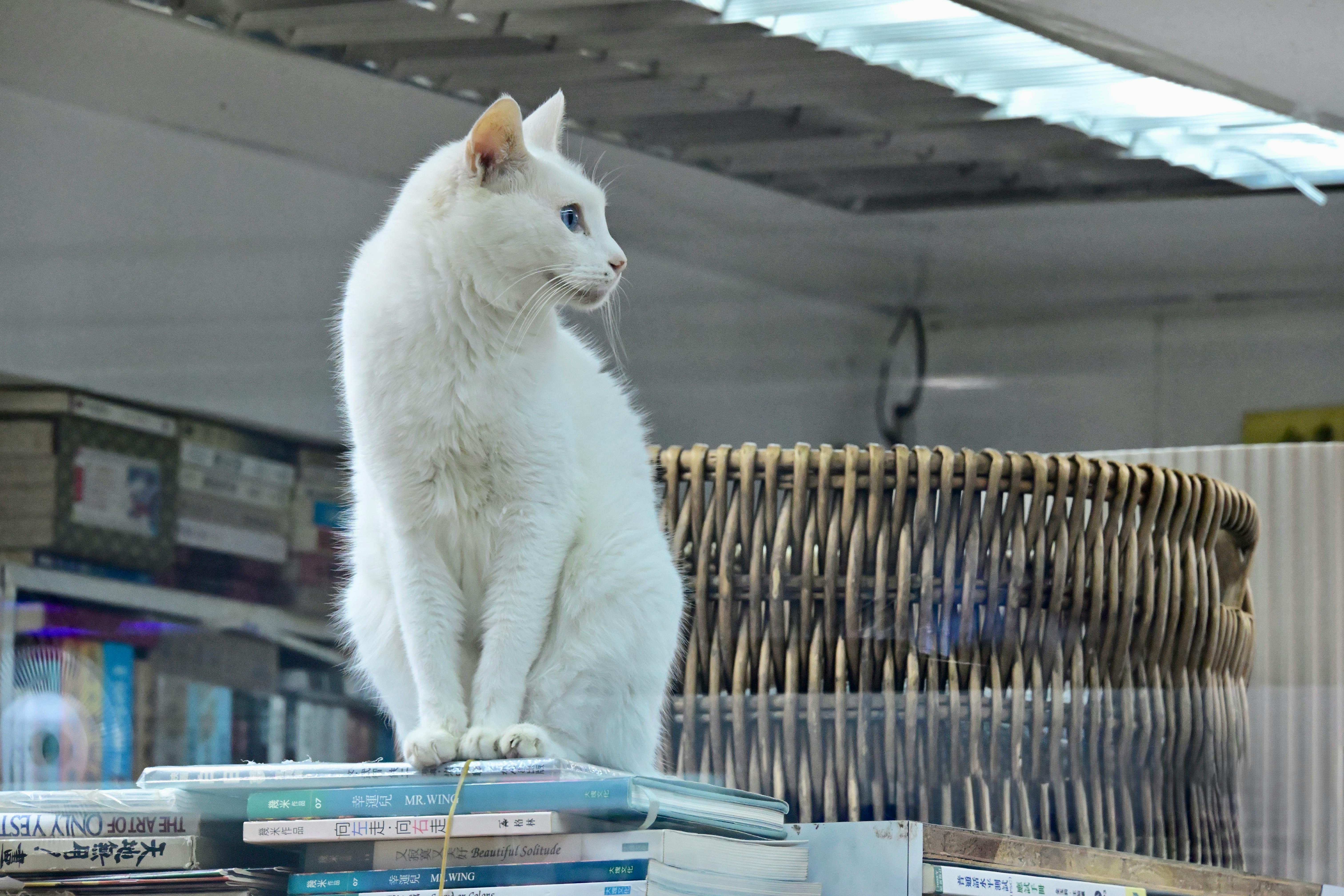 White Cat Sitting on Books in a Bookstore · Free Stock Photo