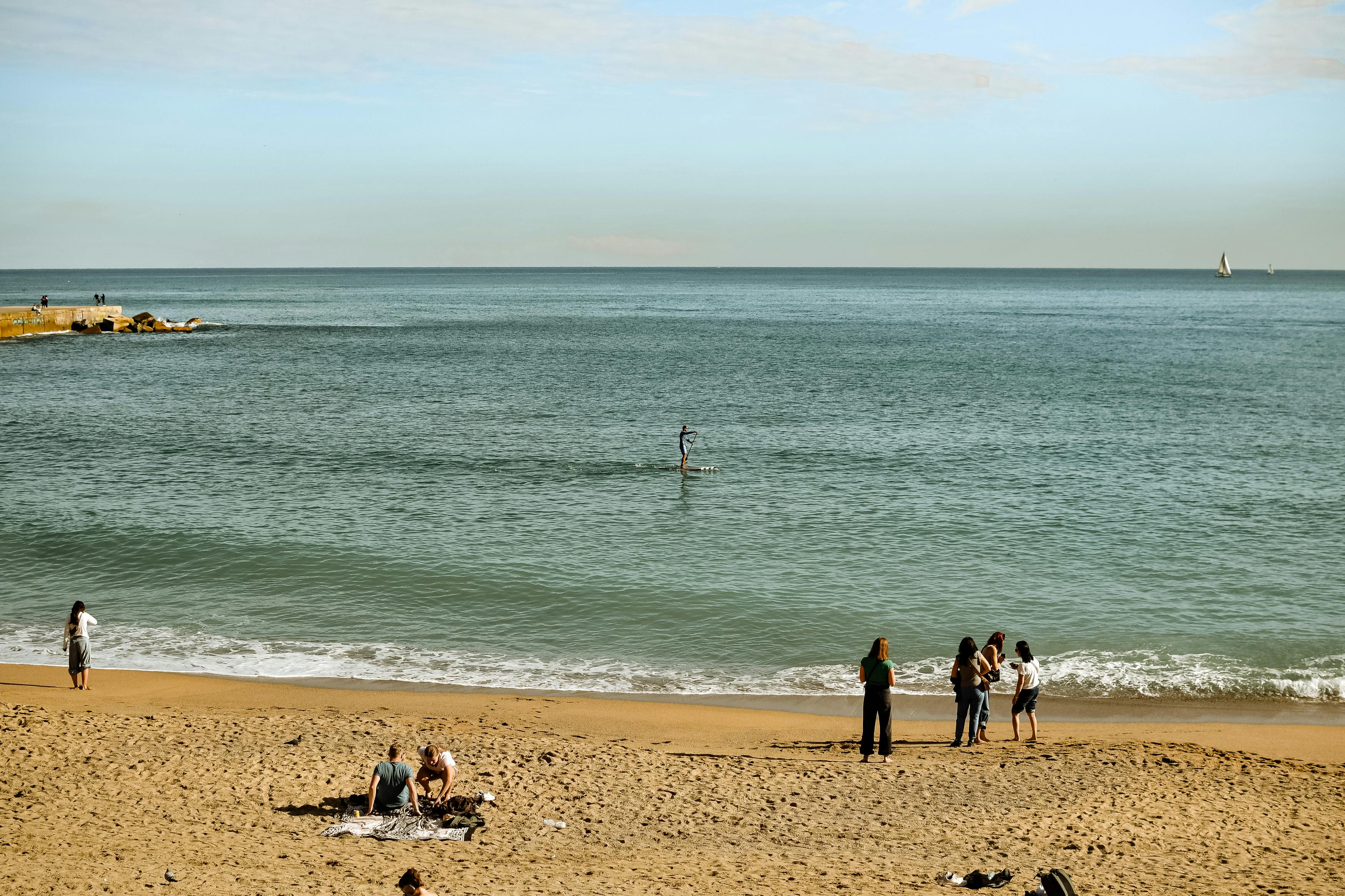 Sea Mayweed Photos, Download The BEST Free Sea Mayweed Stock Photos ...