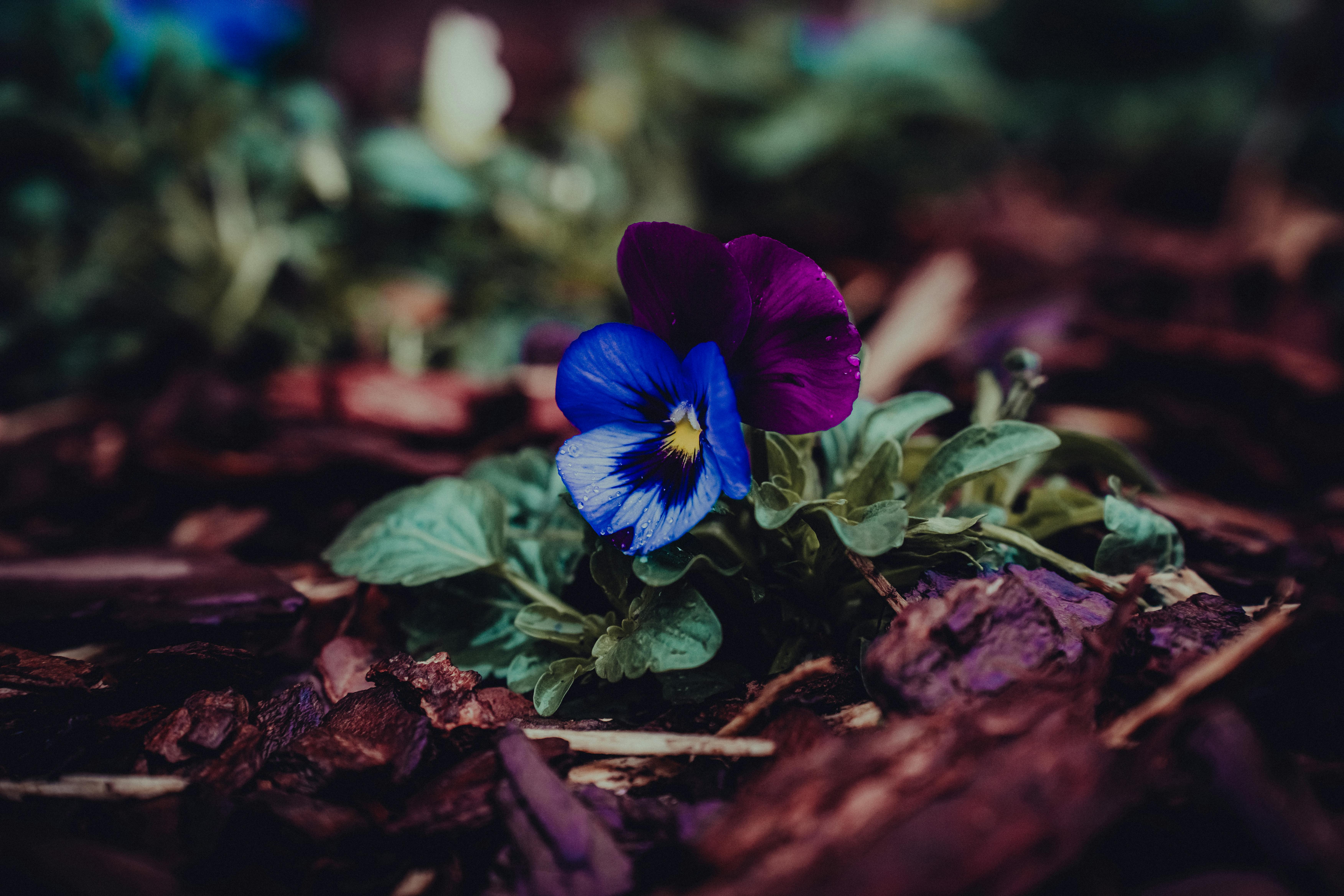 Vivid Blue and Purple Pansy in Mulch Background · Free Stock Photo