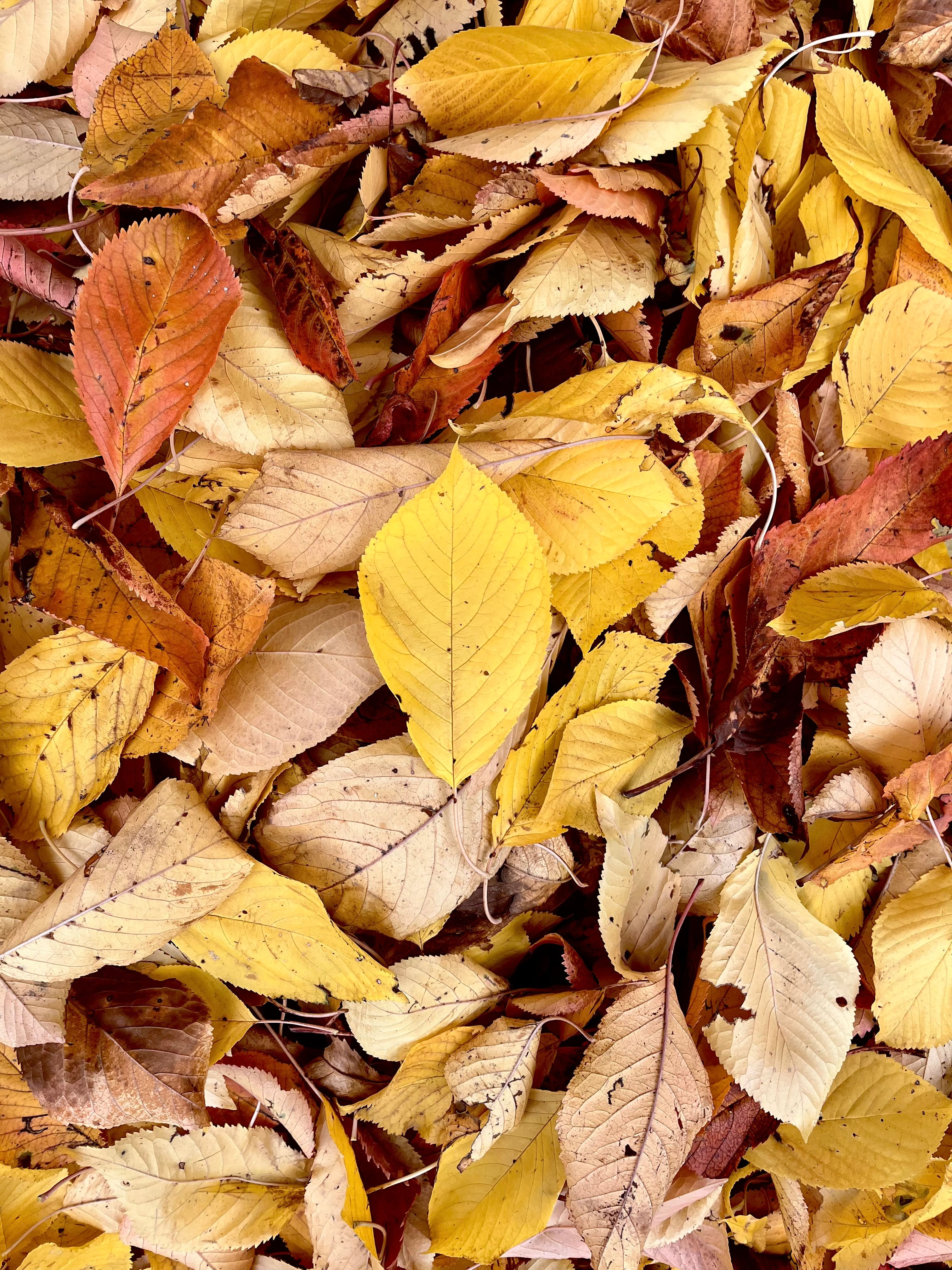 Vibrant Autumn Leaves in Fall Colors · Free Stock Photo