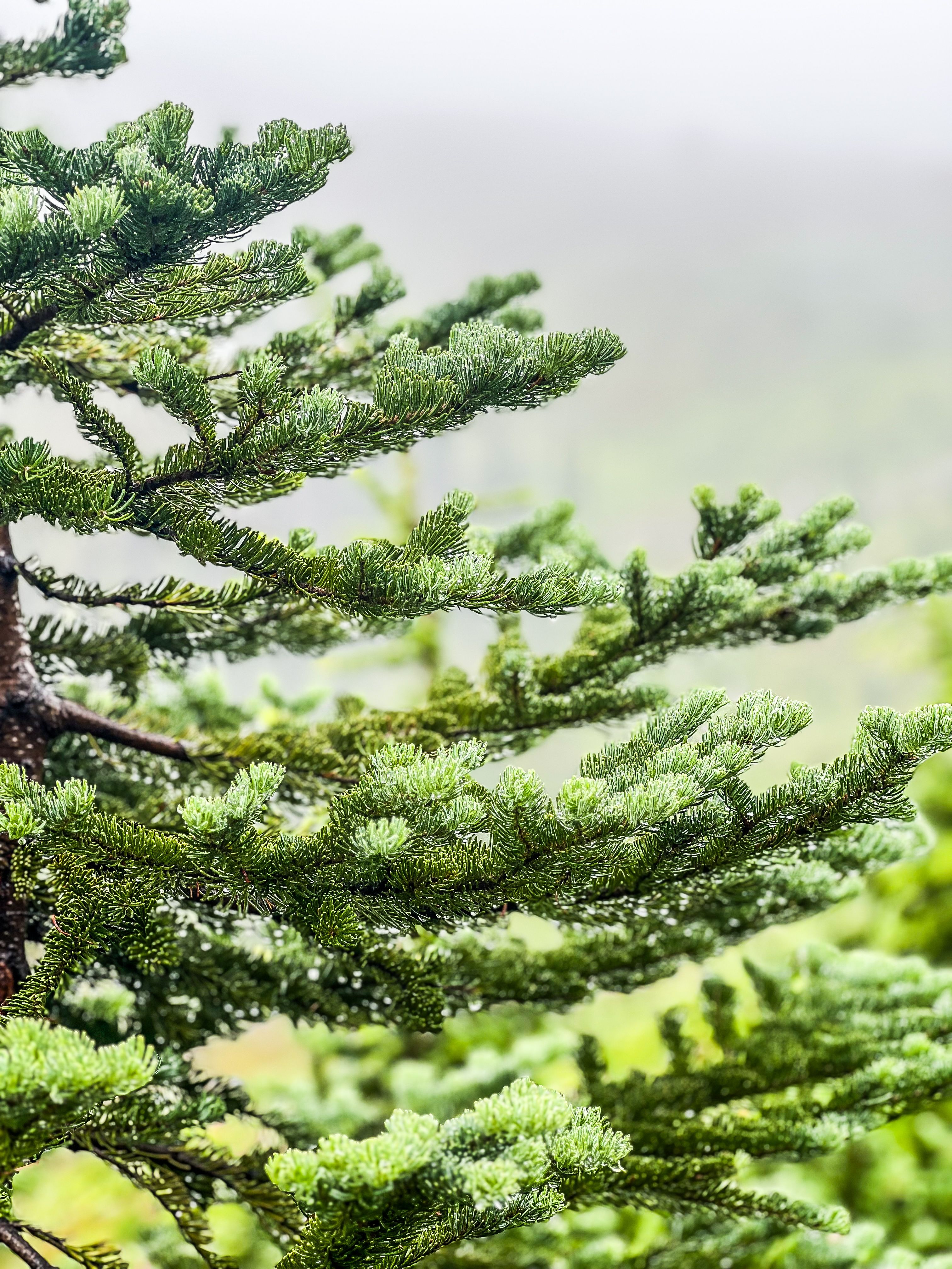 Lush Pine Tree Branches in Misty Washington Forest · Free Stock Photo