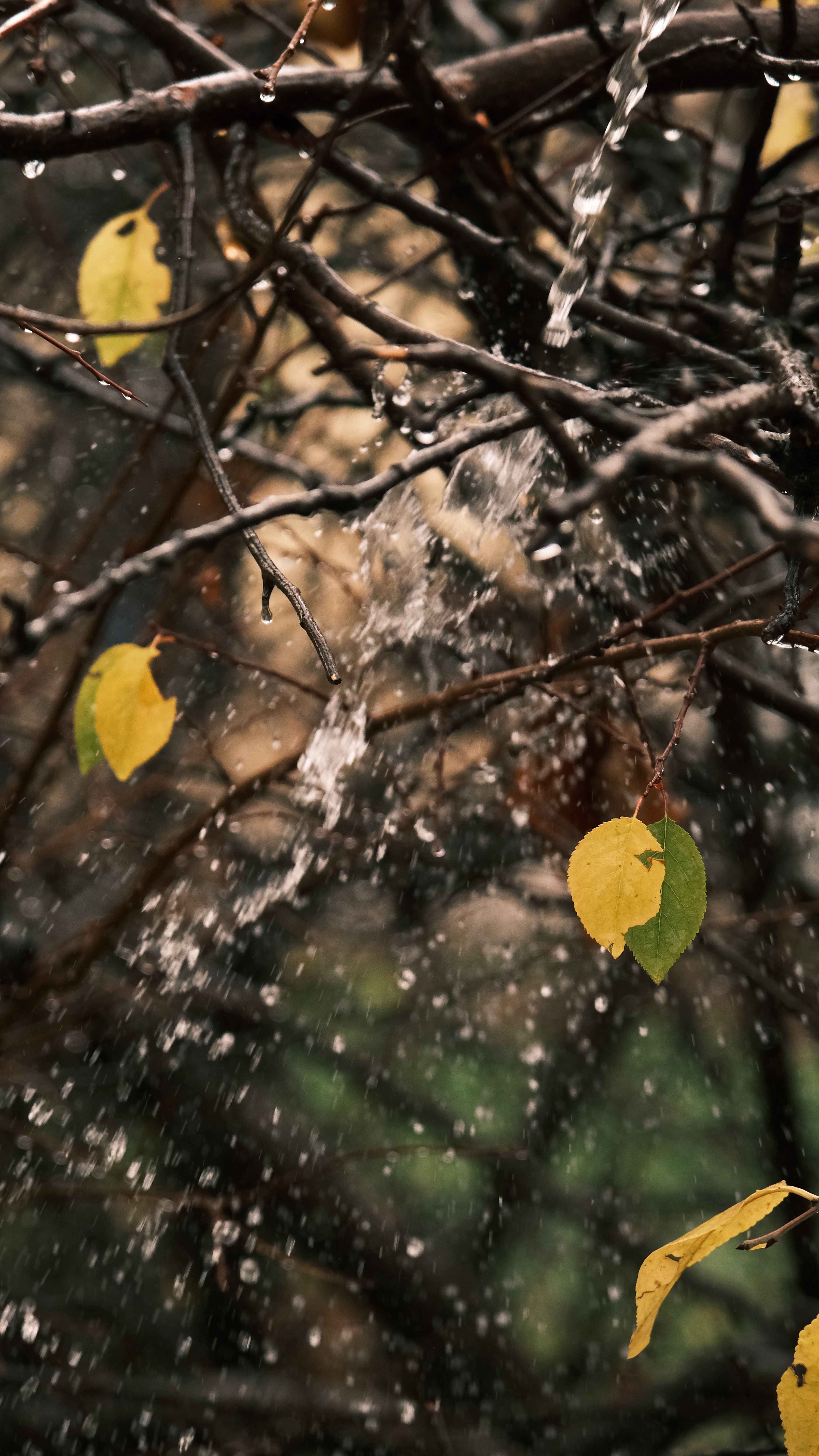 Interconnected Branches Photos, Download The BEST Free Interconnected ...