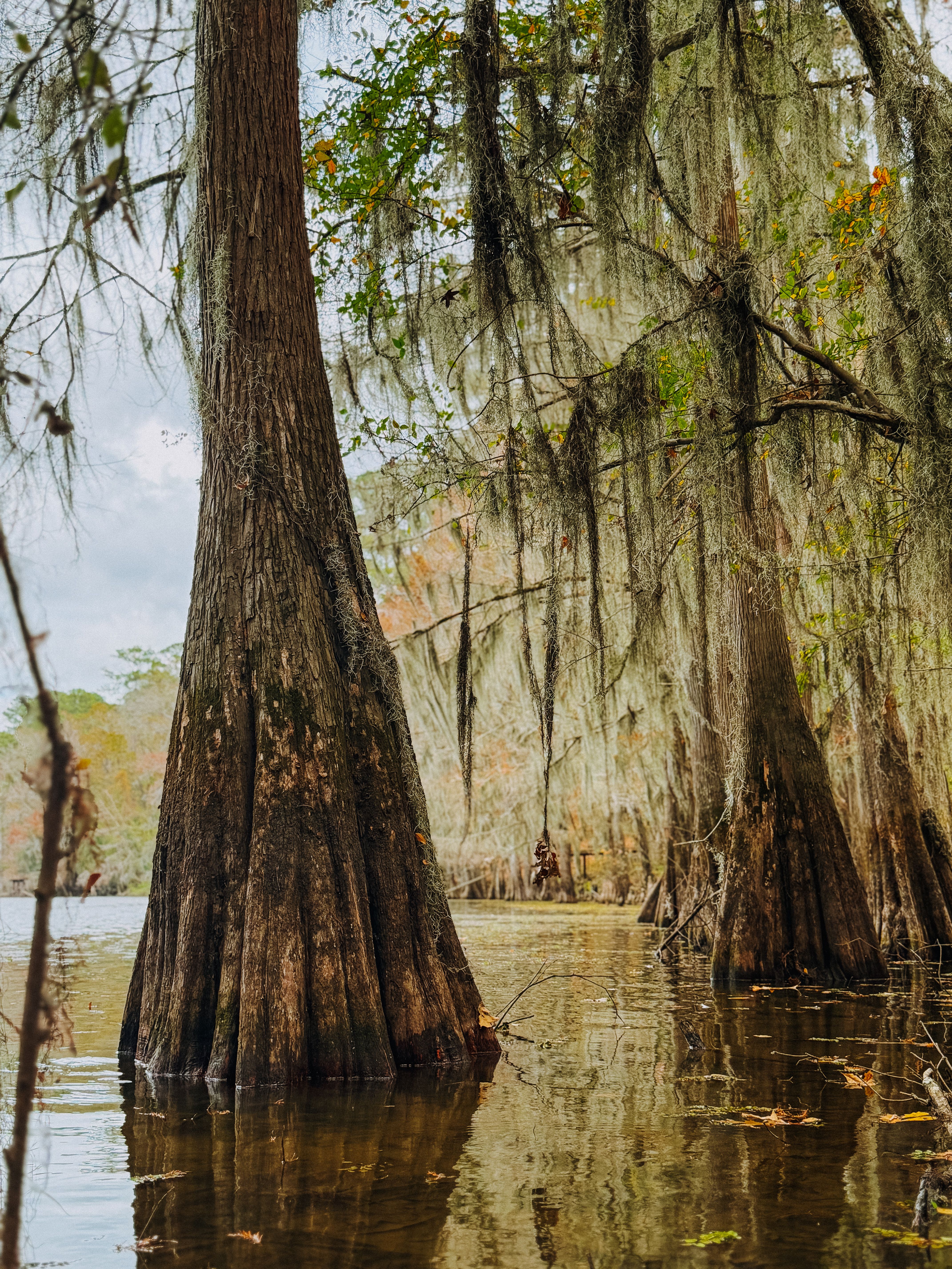 Serene Cypress Trees in Texas Swamp · Free Stock Photo