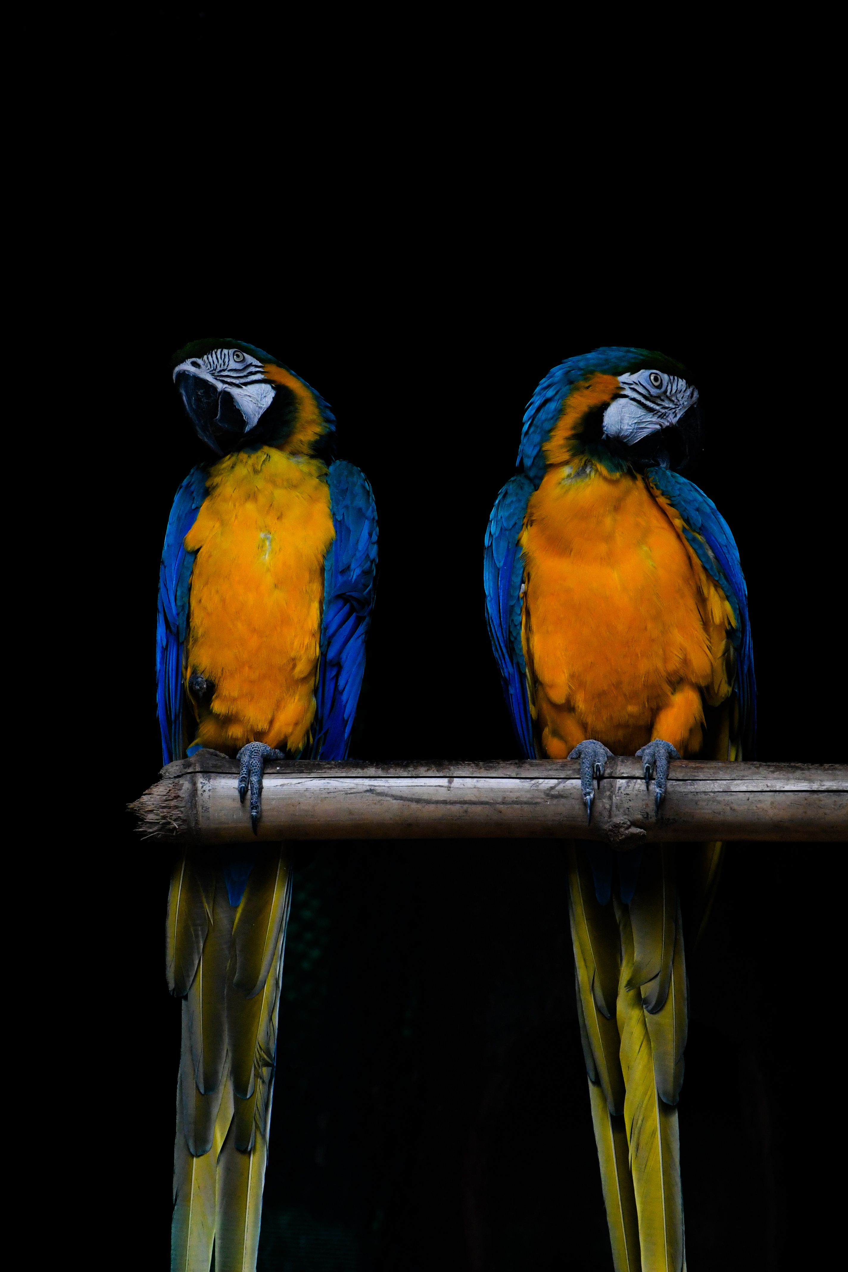 Macaw+Diagram Photos, Download The BEST Free Macaw+Diagram Stock Photos ...