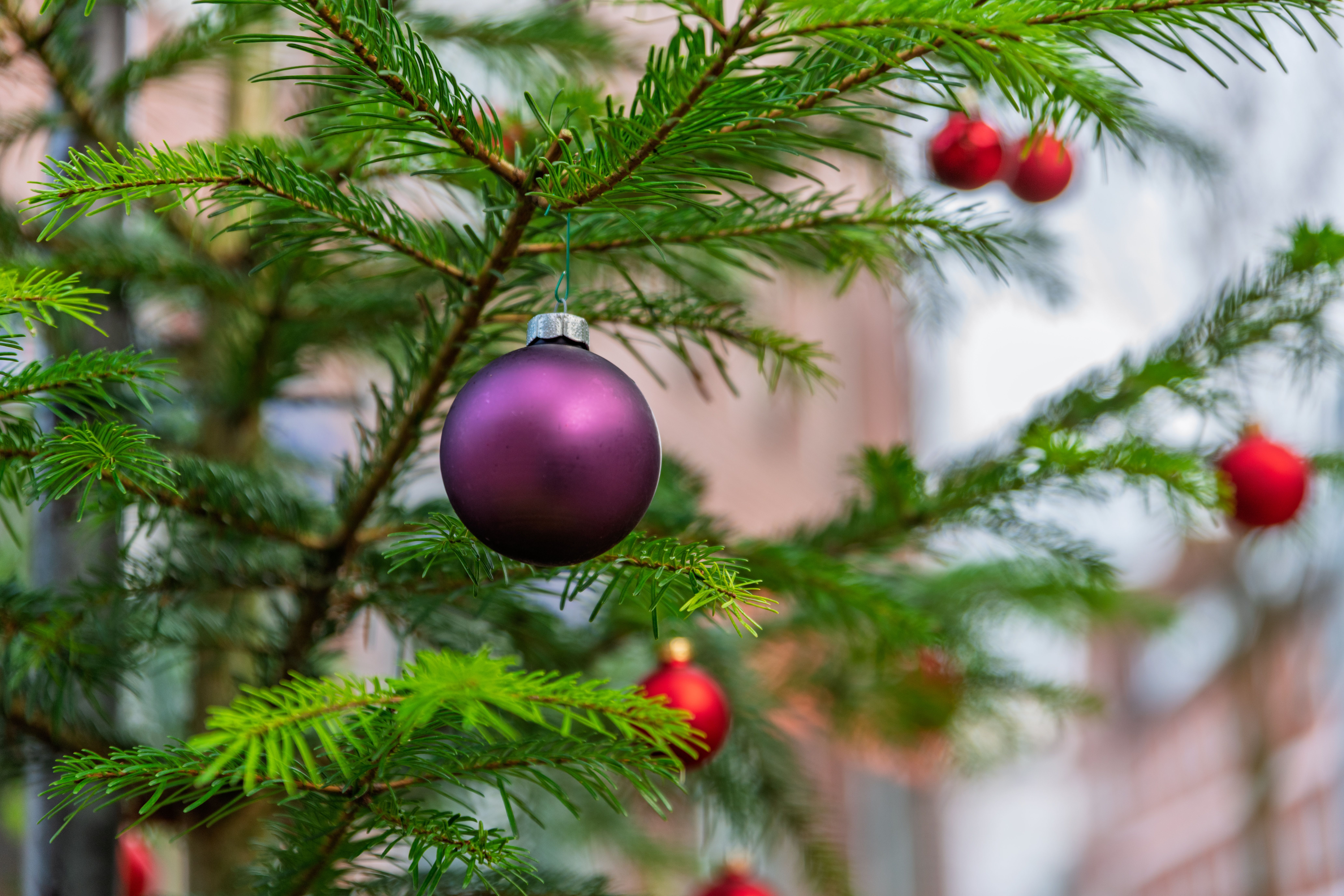 Vibrant Christmas Ornaments on Evergreen Tree · Free Stock Photo