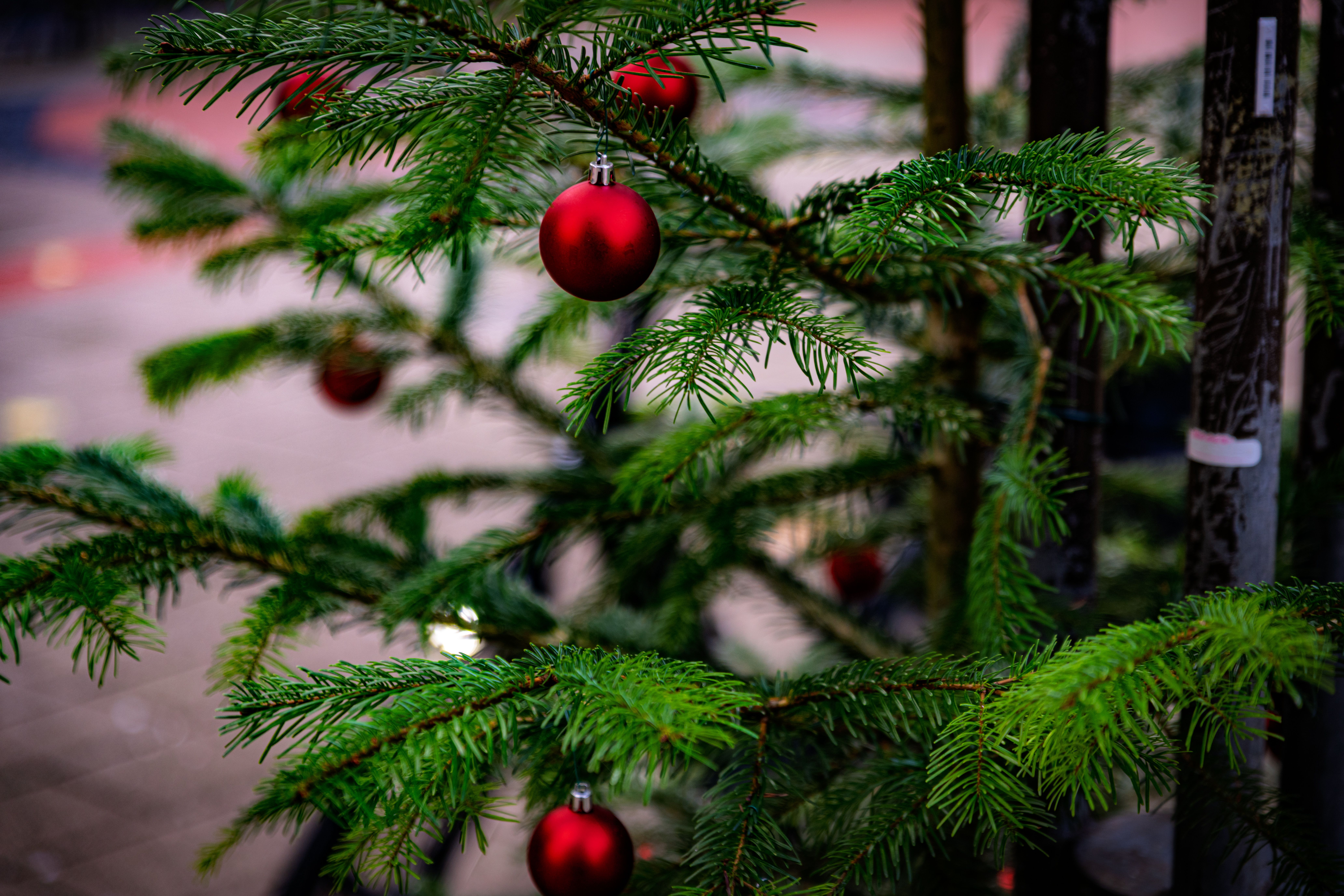 Festive Christmas Tree Branch with Red Ornaments · Free Stock Photo