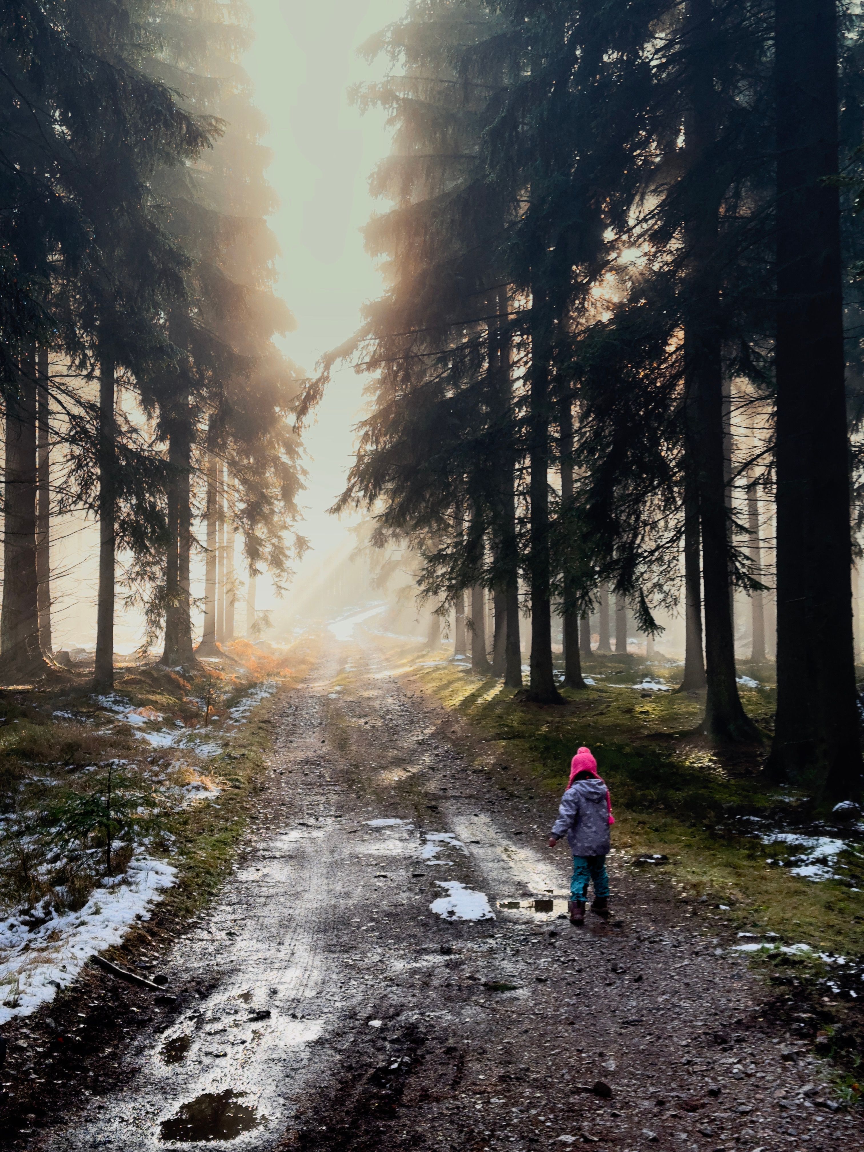 Child Walking Alone in Mystical Forest Path · Free Stock Photo
