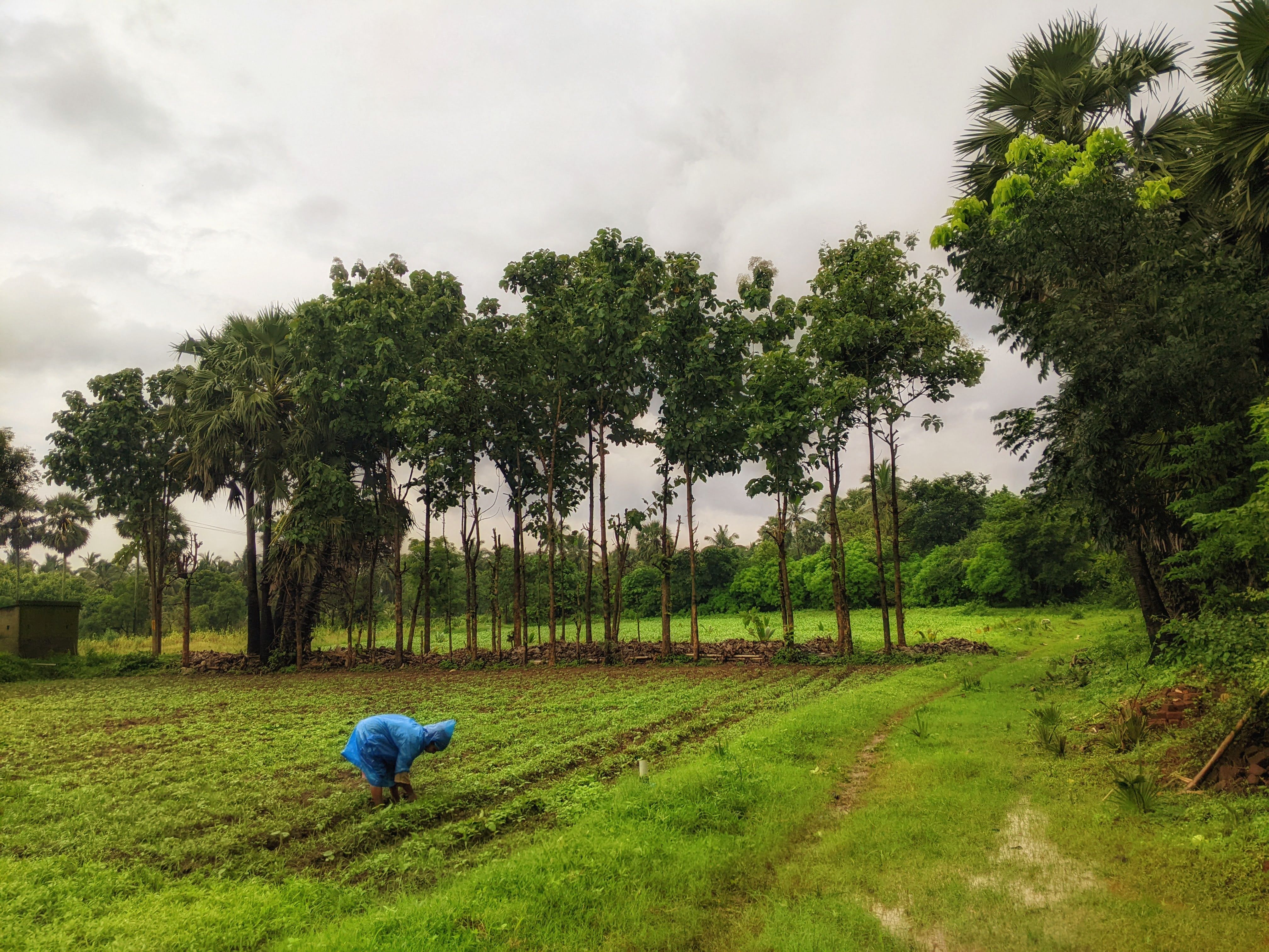 Scenic Rural Farm in Lush Greenery · Free Stock Photo