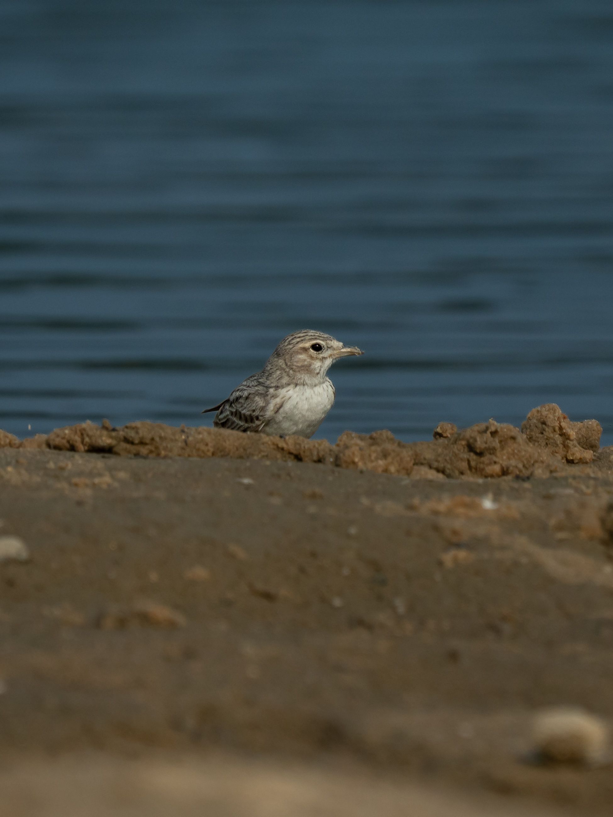 Rufous-tailed Lark by Water in Barsul, India · Free Stock Photo