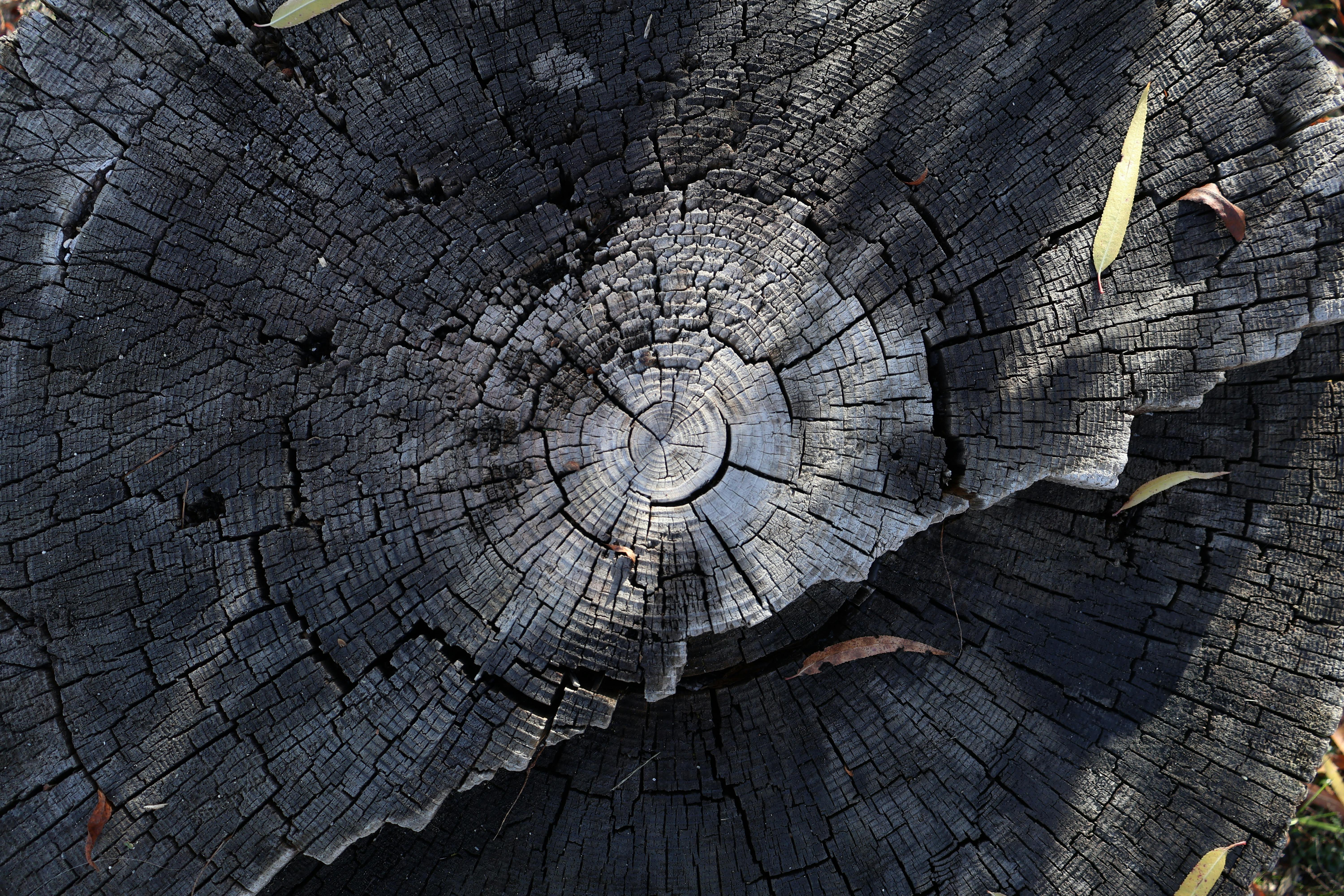 Old Tree Photos, Download The BEST Free Old Tree Stock Photos & HD Images