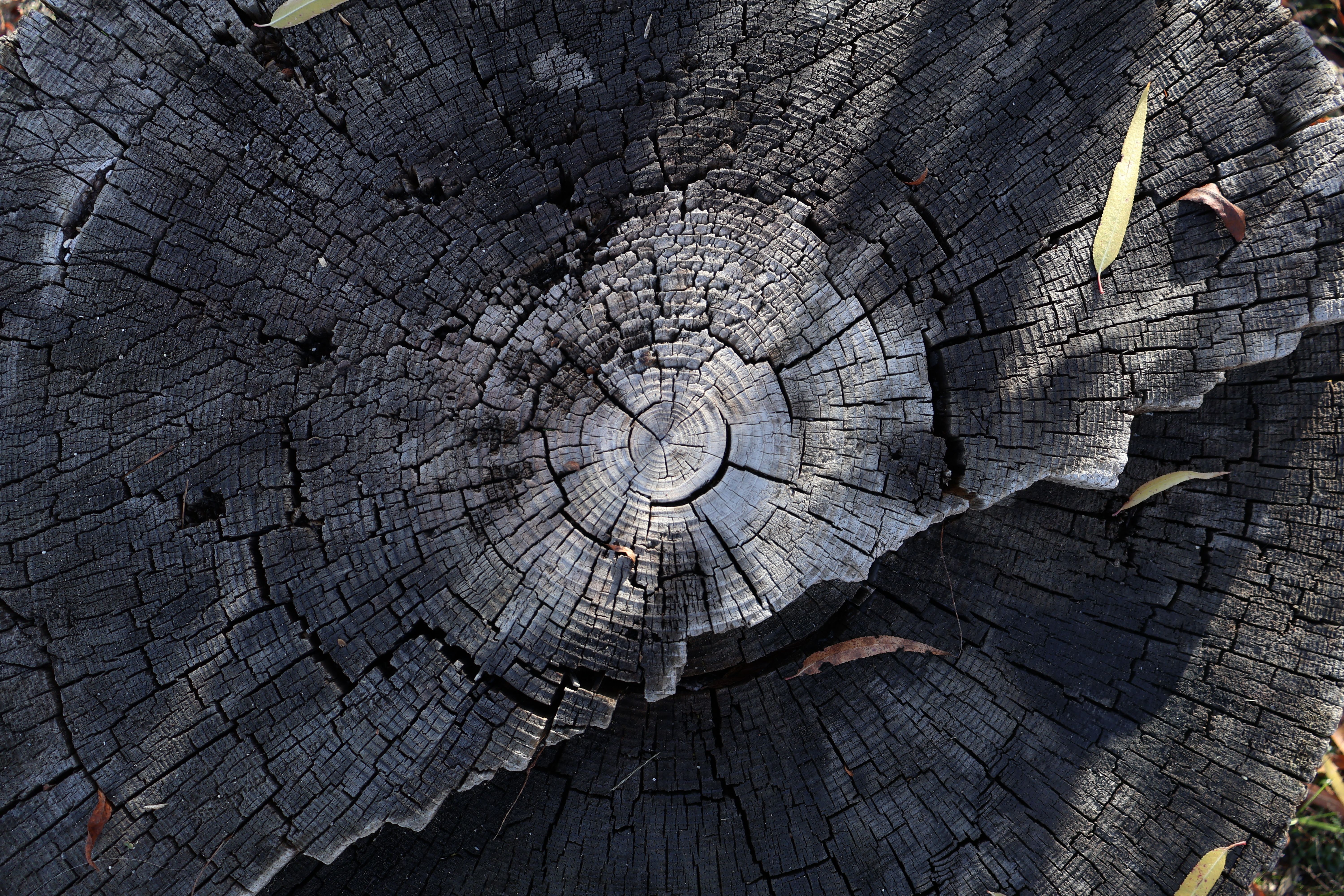 Close-up of Tree Stump Texture with Leaf Shadows · Free Stock Photo
