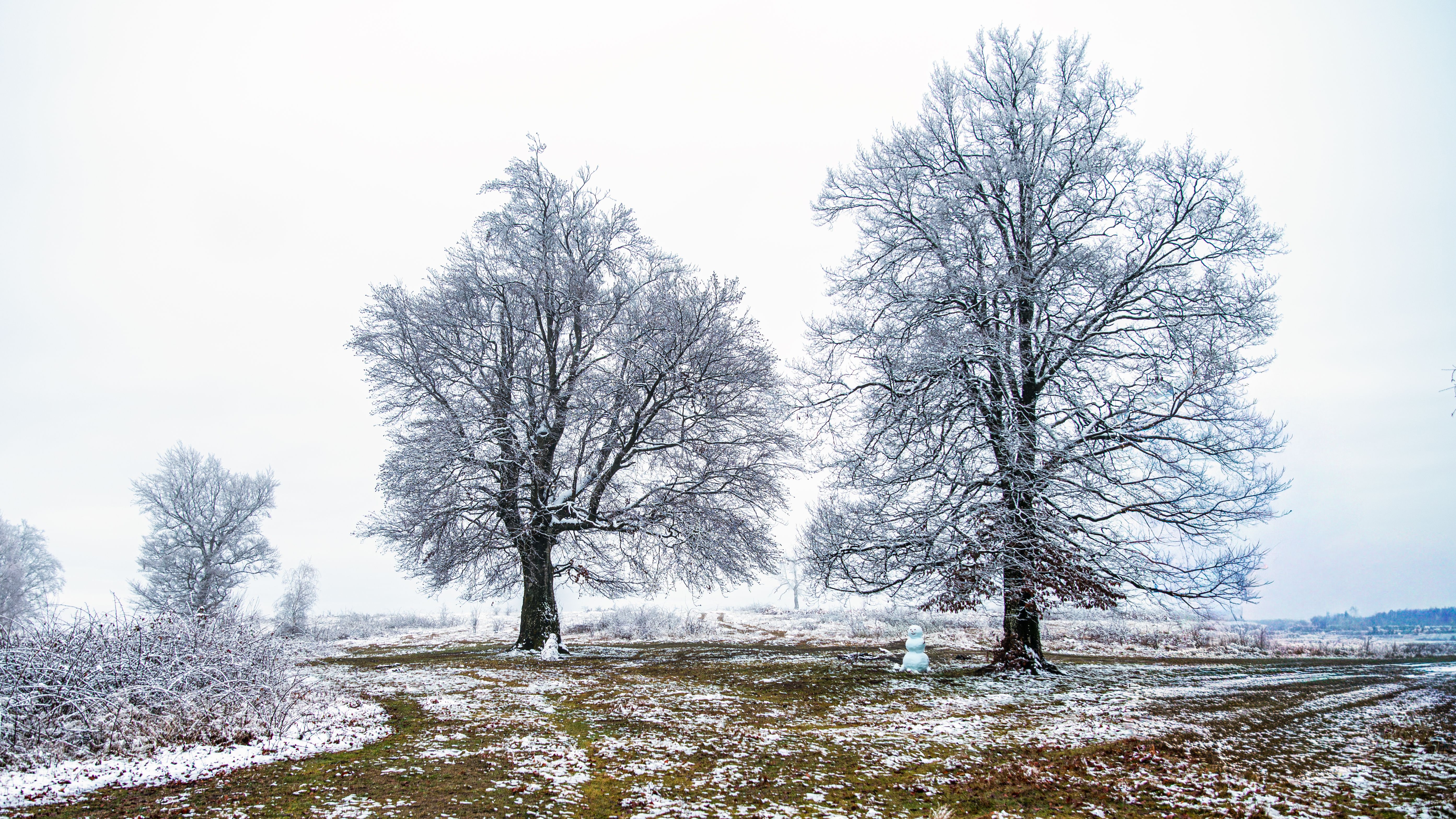 Serene Winter Landscape with Snowy Trees · Free Stock Photo