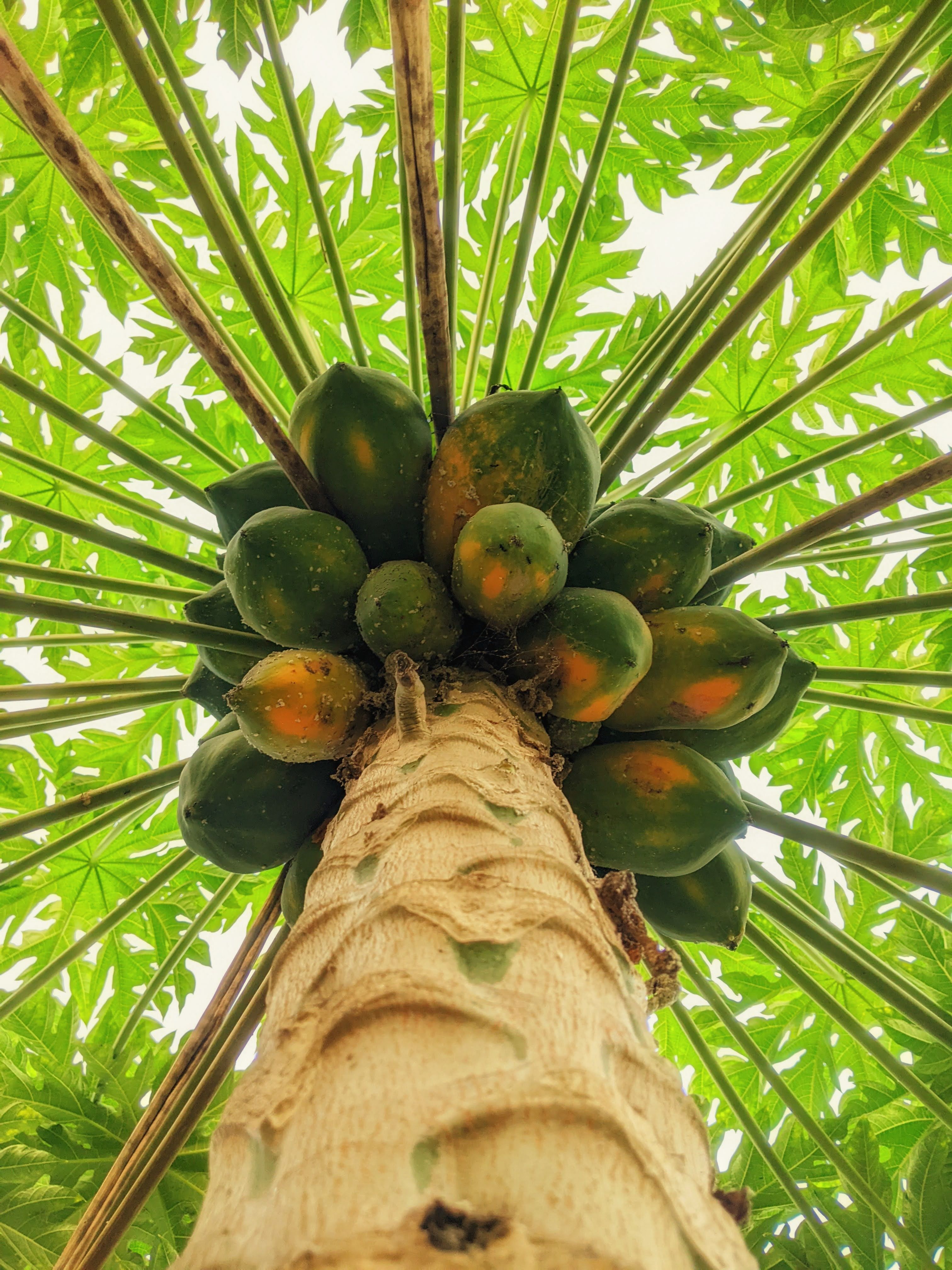 Papaya Katia Filedot Photos, Download The BEST Free Papaya Katia ...