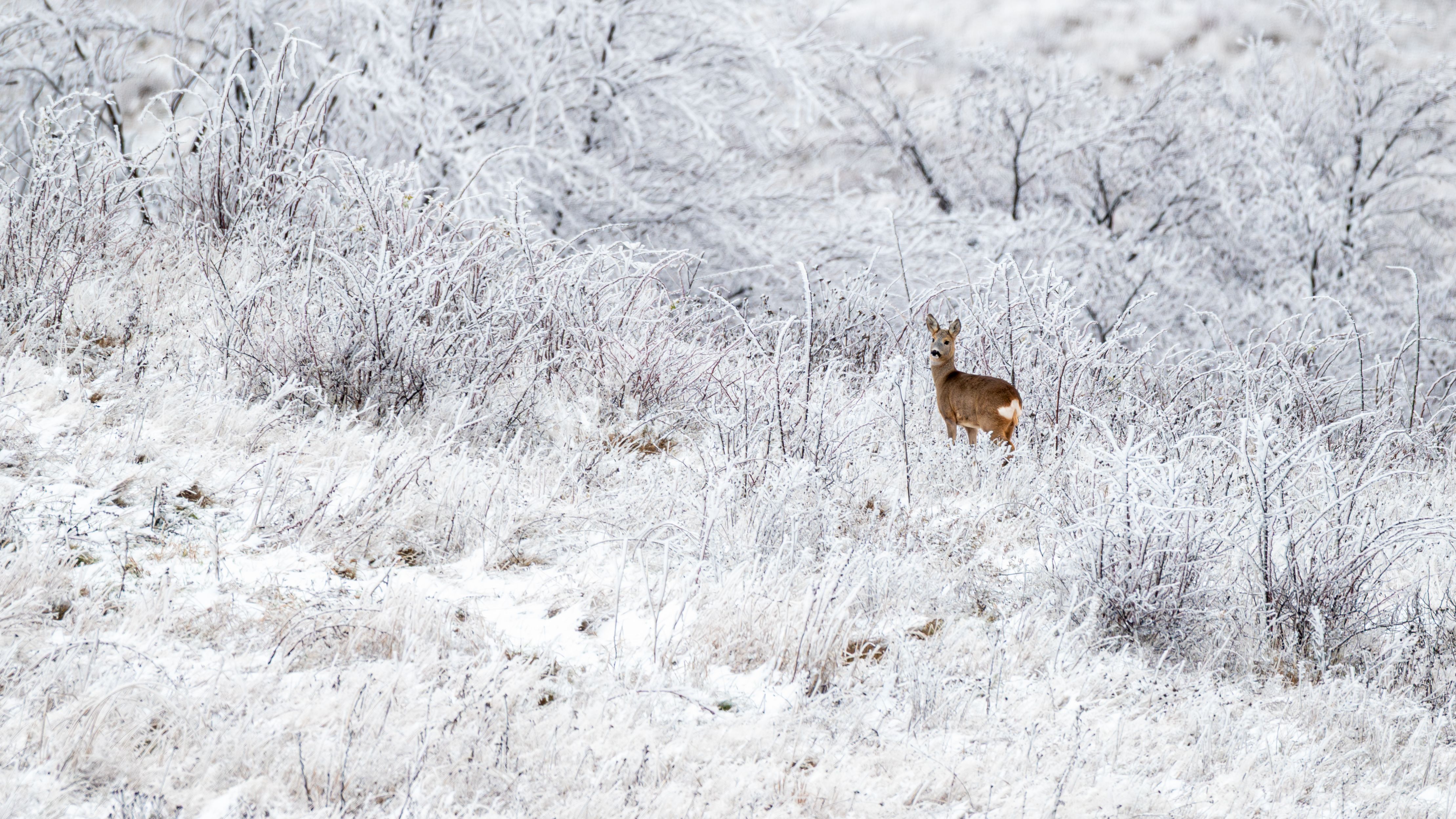 Roe Deer in Snowy Winter Landscape · Free Stock Photo