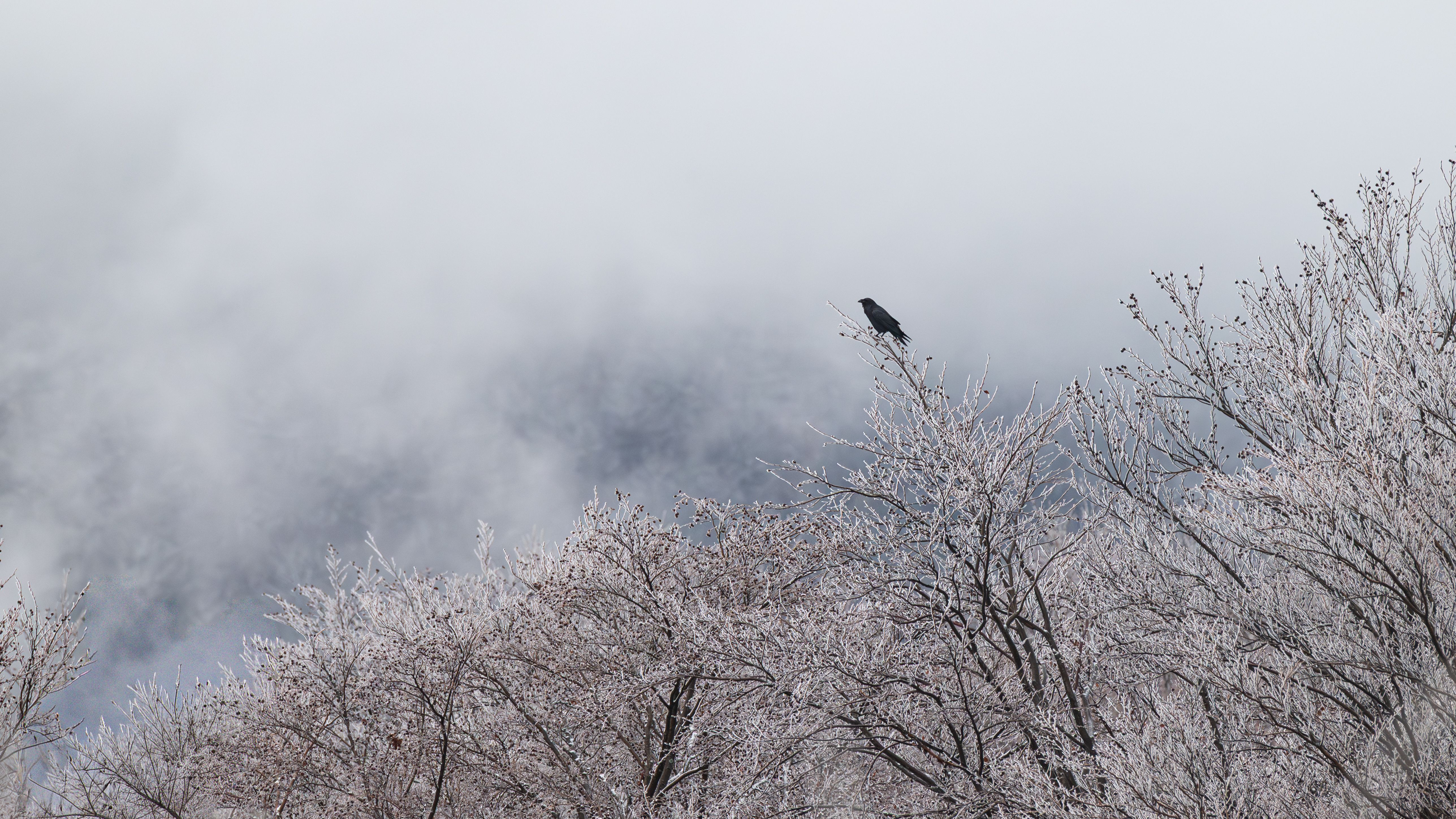 Crow Collage Photos, Download The BEST Free Crow Collage Stock Photos ...