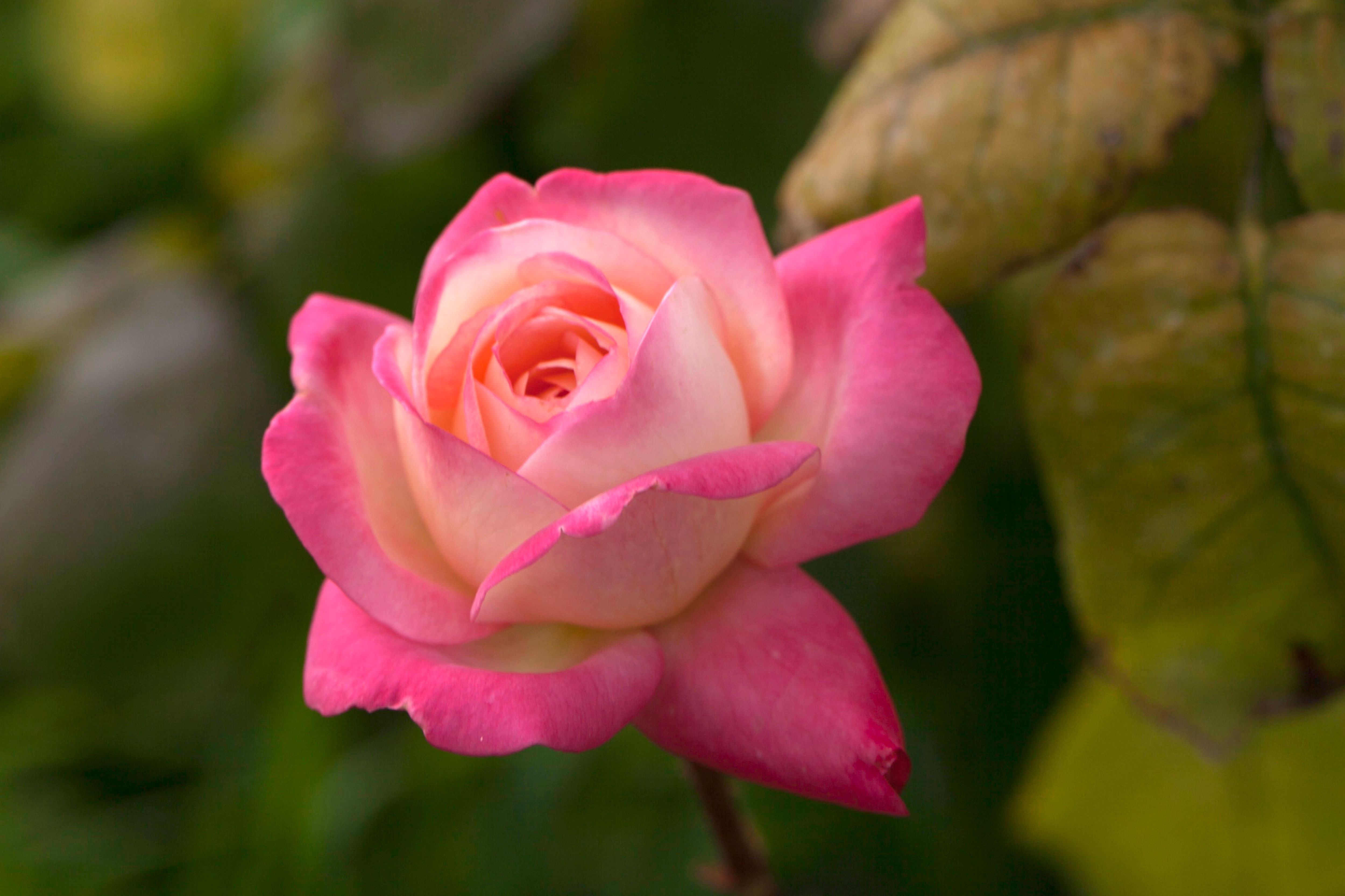 Roses Up Closes Photos, Download The BEST Free Roses Up Closes Stock ...