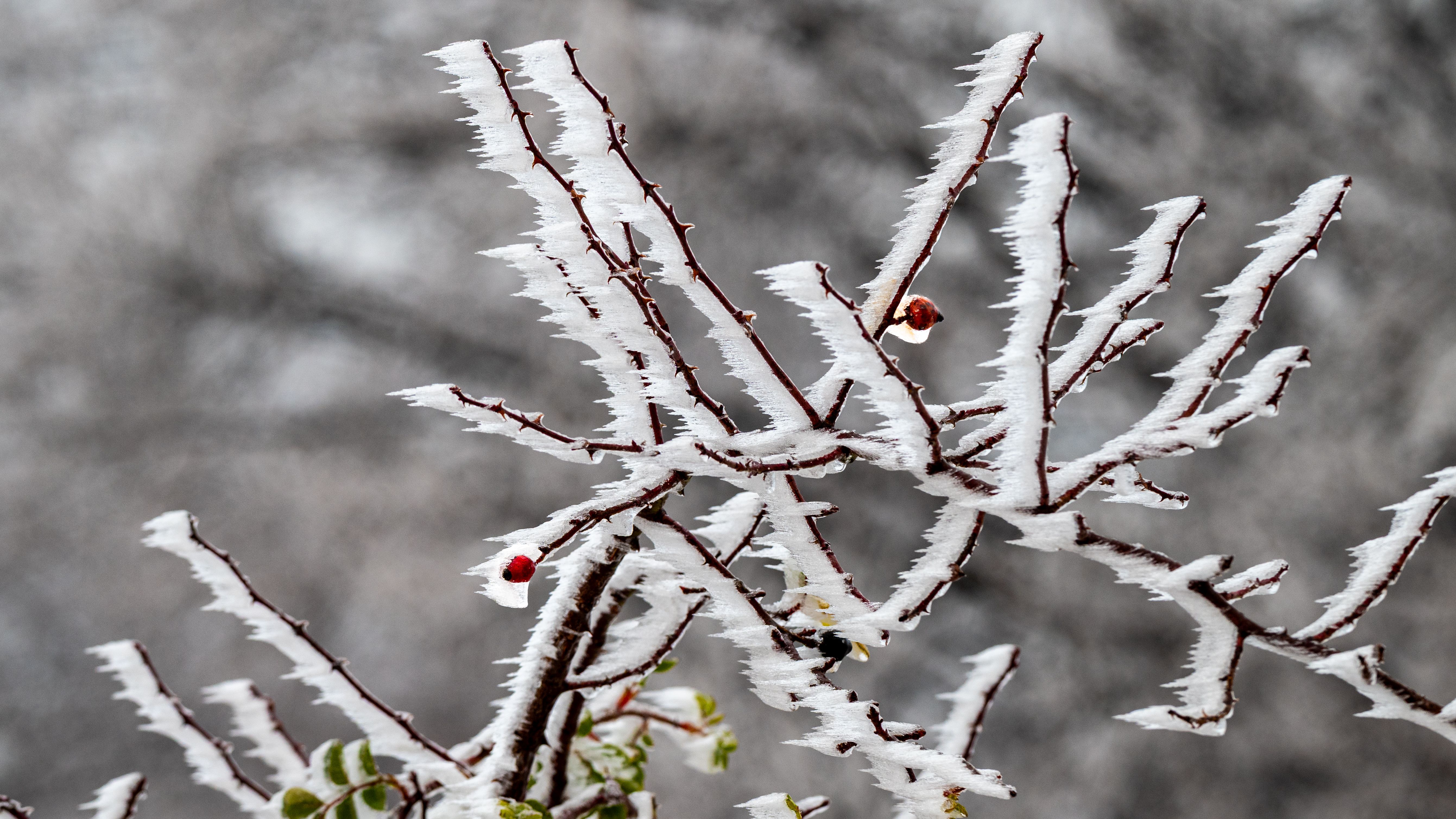 Good+Morning+Snowman Photos, Download The BEST Free Good+Morning ...