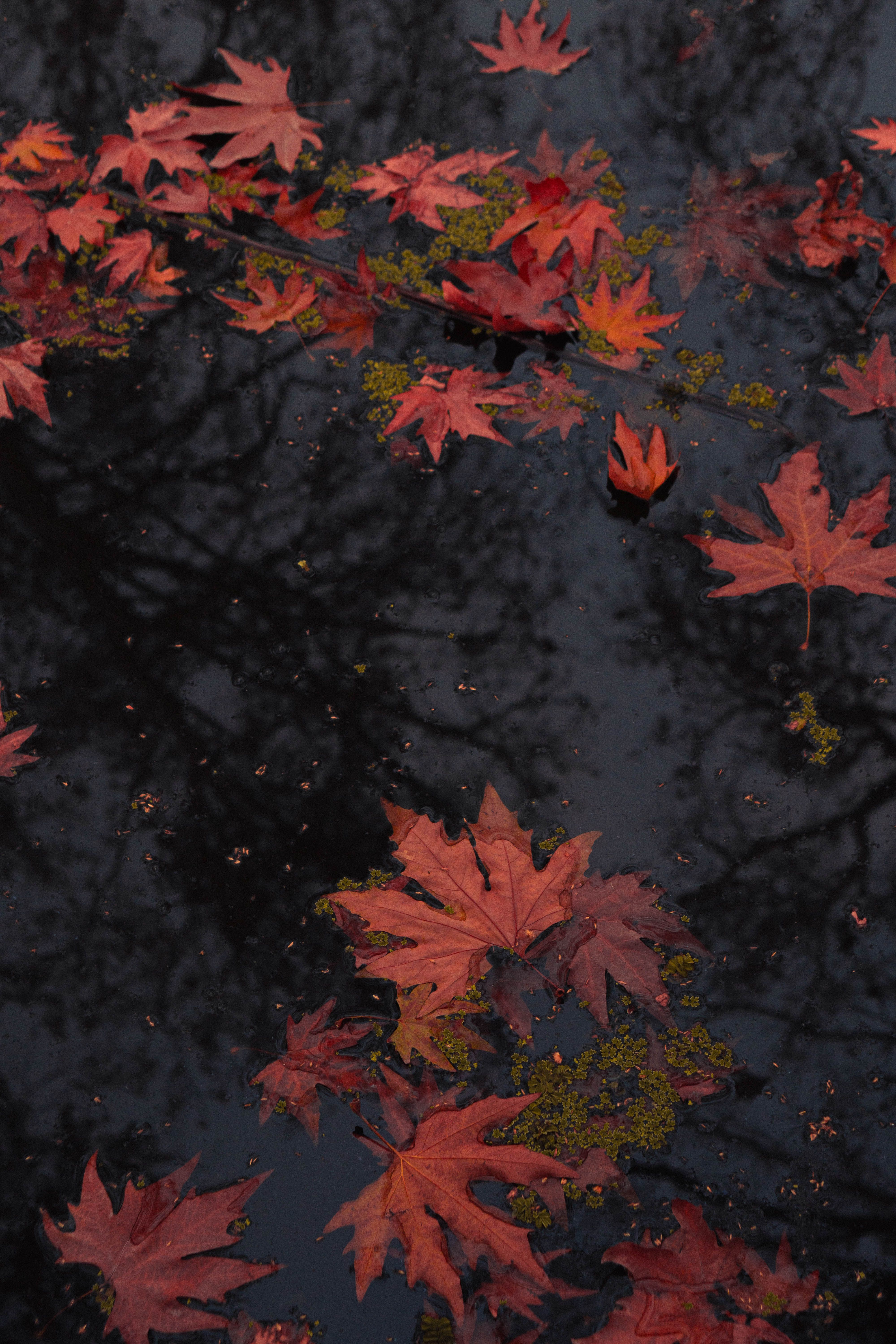 Desktop Wallpaper Nature India Photos, Download The BEST Free Desktop ...