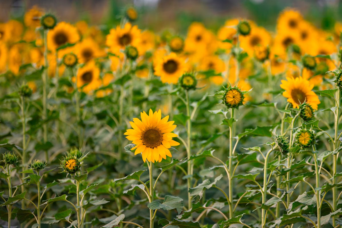 Flower+Paintijngs Photos, Download The BEST Free Flower+Paintijngs ...