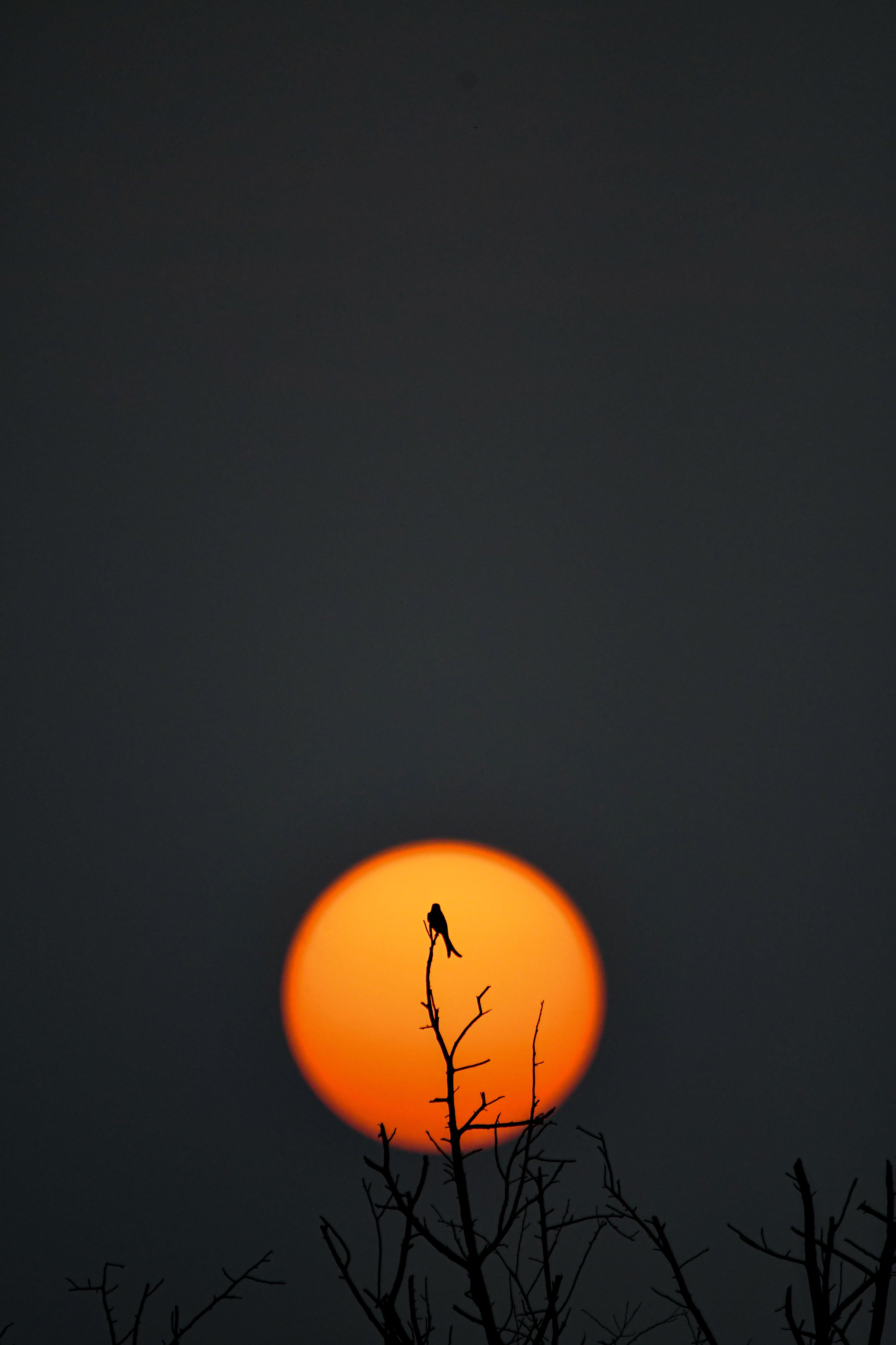 Shadow Bird Photos, Download The BEST Free Shadow Bird Stock Photos ...
