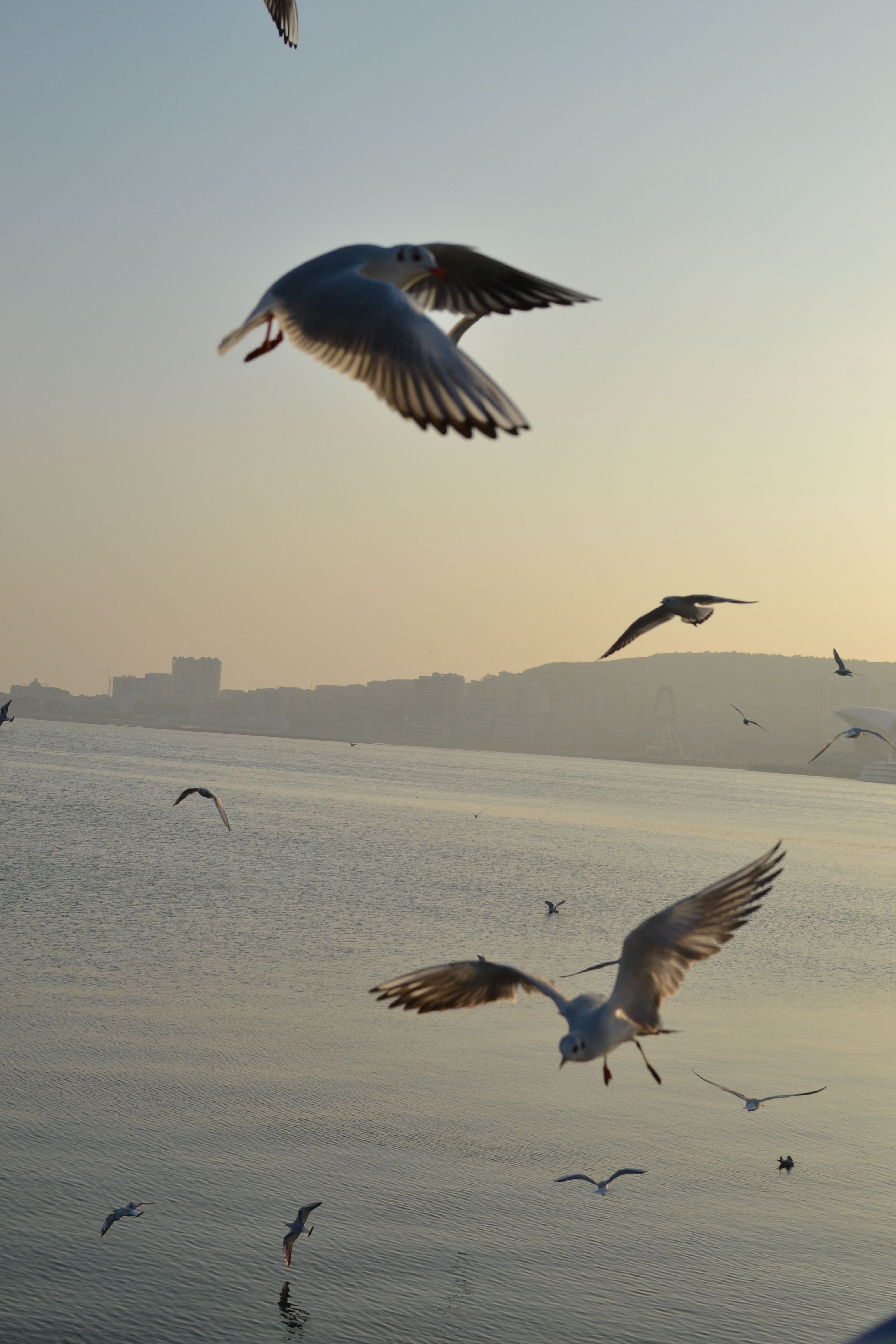 Flying Peope Photos, Download The BEST Free Flying Peope Stock Photos ...