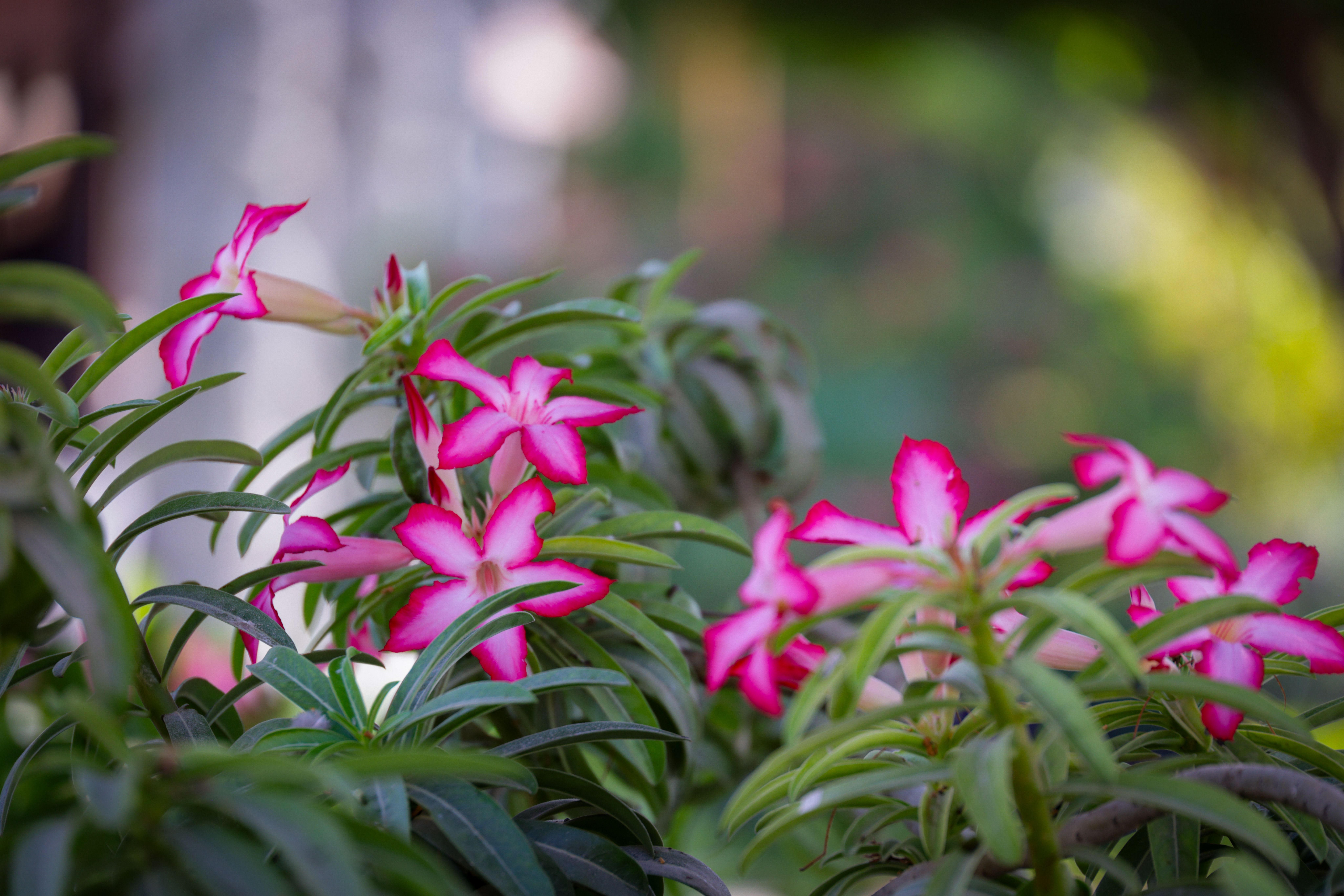 Vibrant Pink Adenium Flowers in Bloom Outdoors · Free Stock Photo