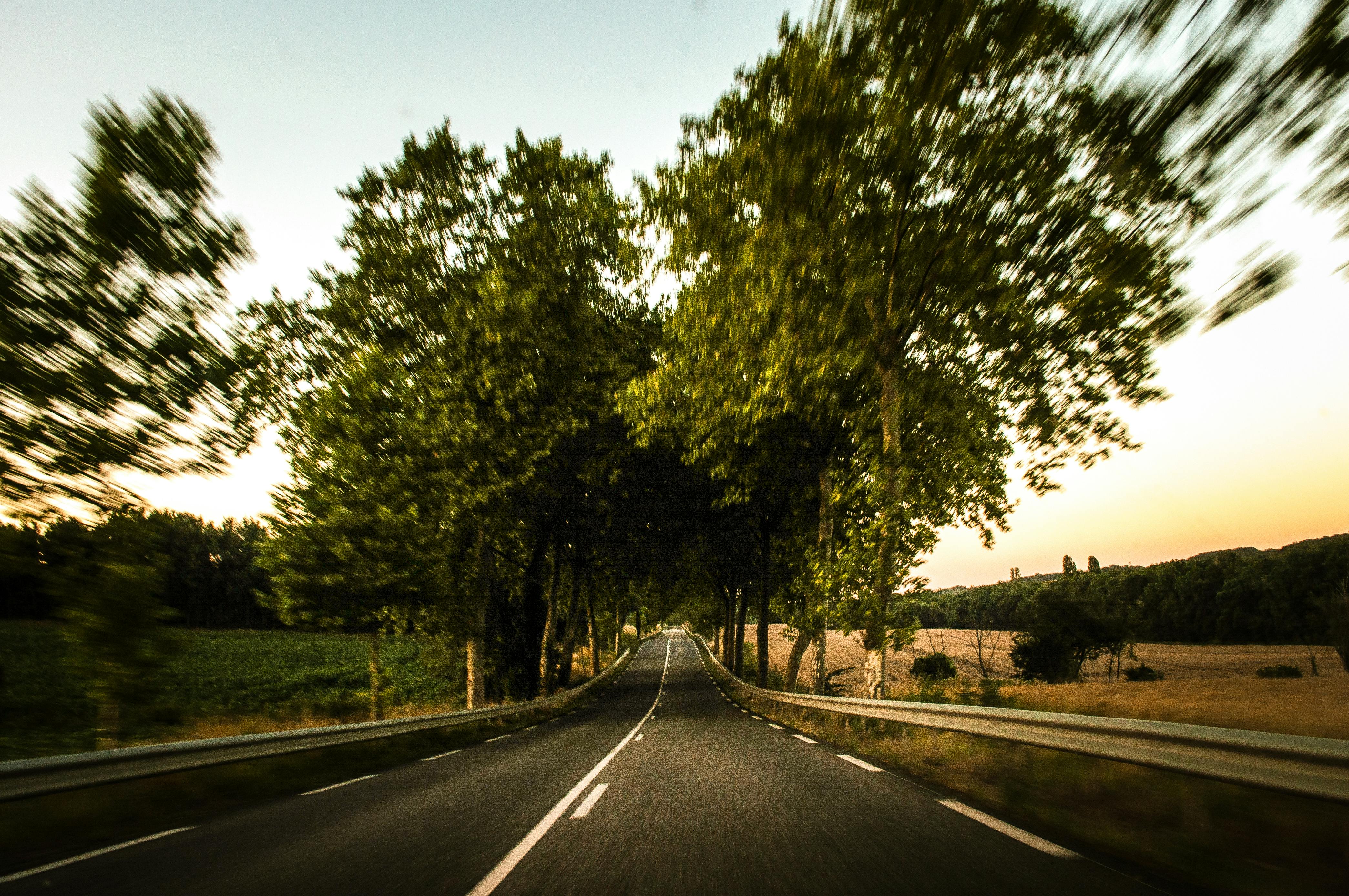 Selective Focus Photography of Road and Trees · Free Stock Photo