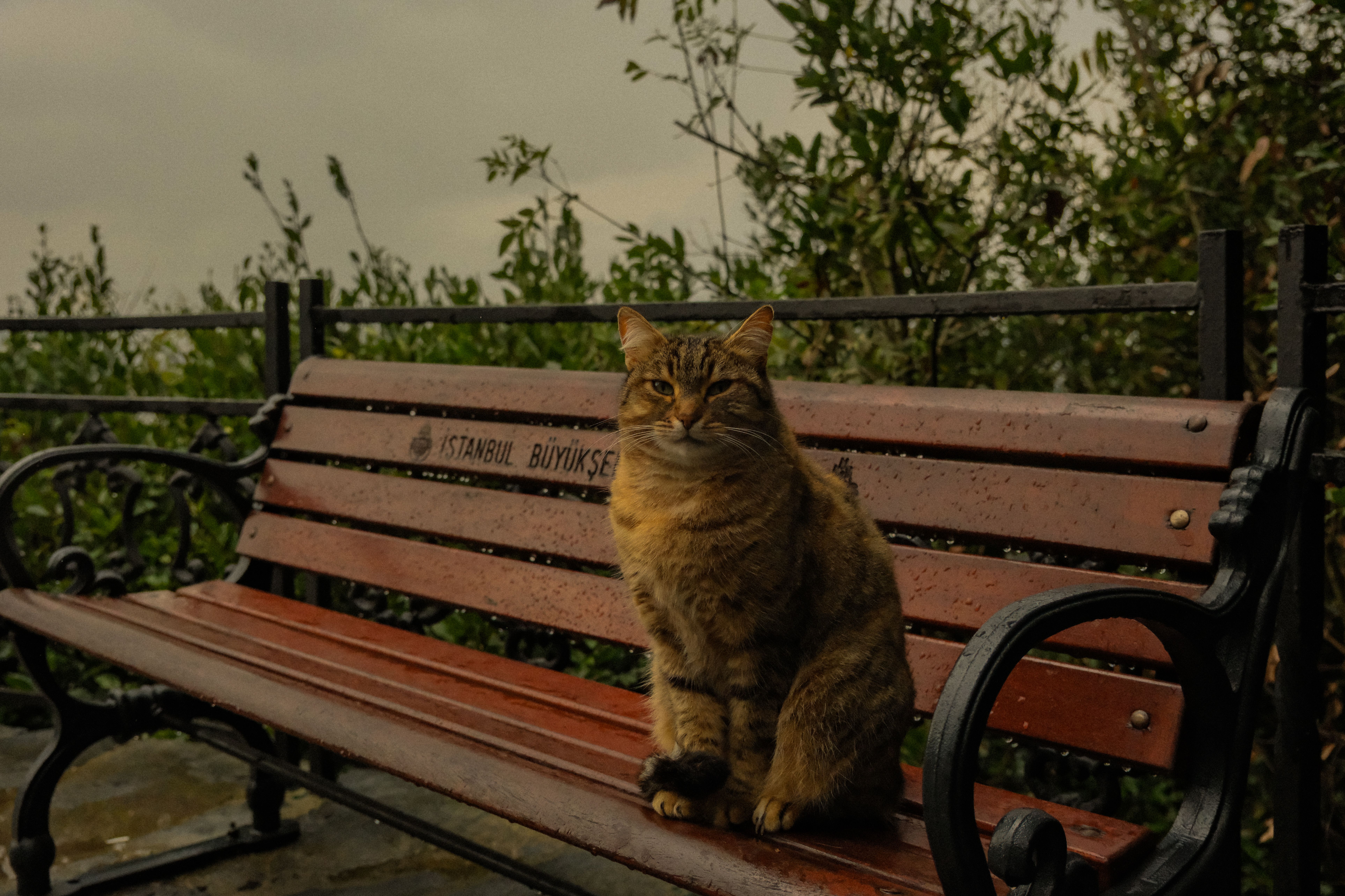Cat Sitting on Park Bench in İstanbul Park · Free Stock Photo