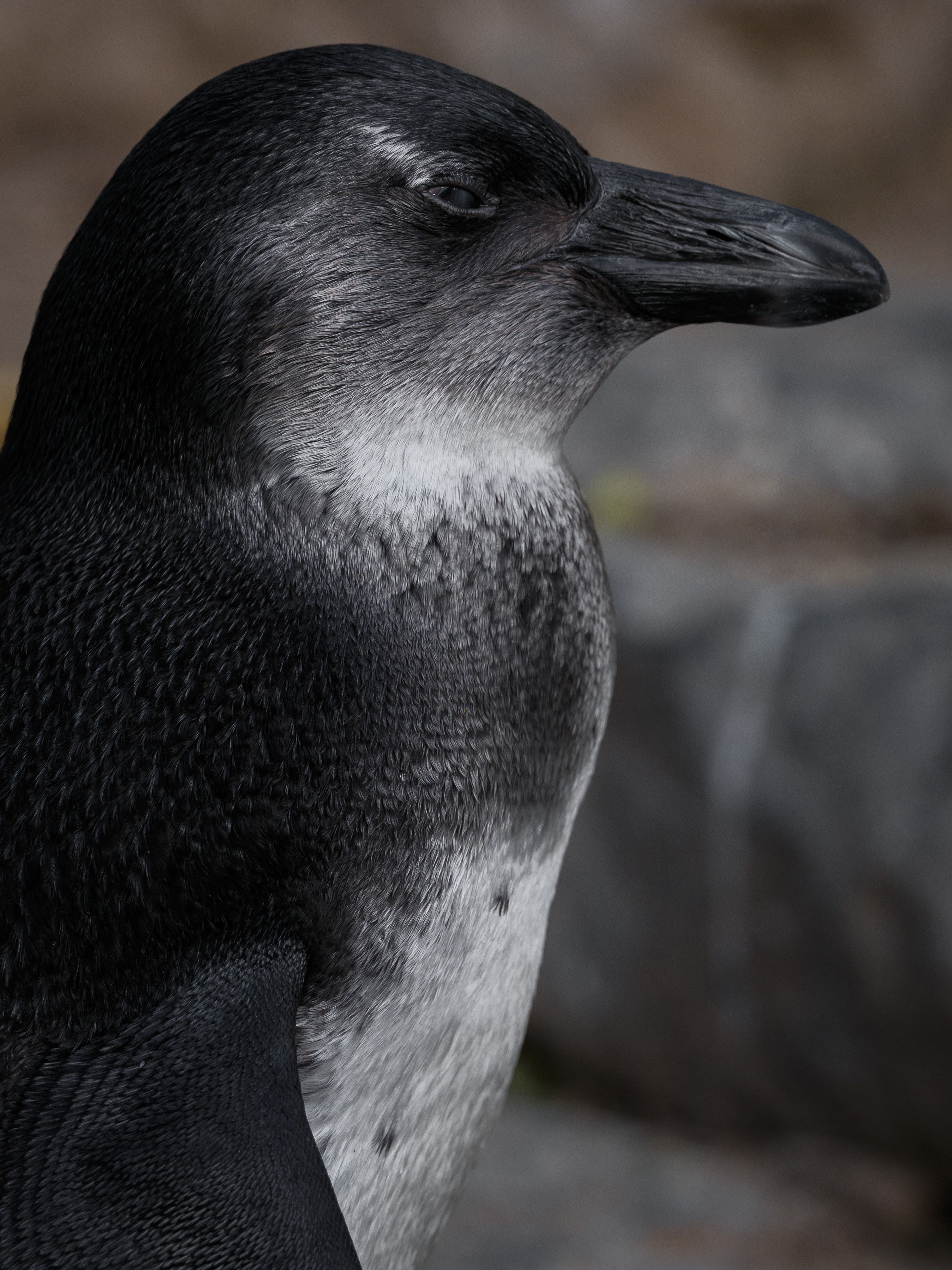 Penguin Cartoons Photos, Download The BEST Free Penguin Cartoons Stock ...