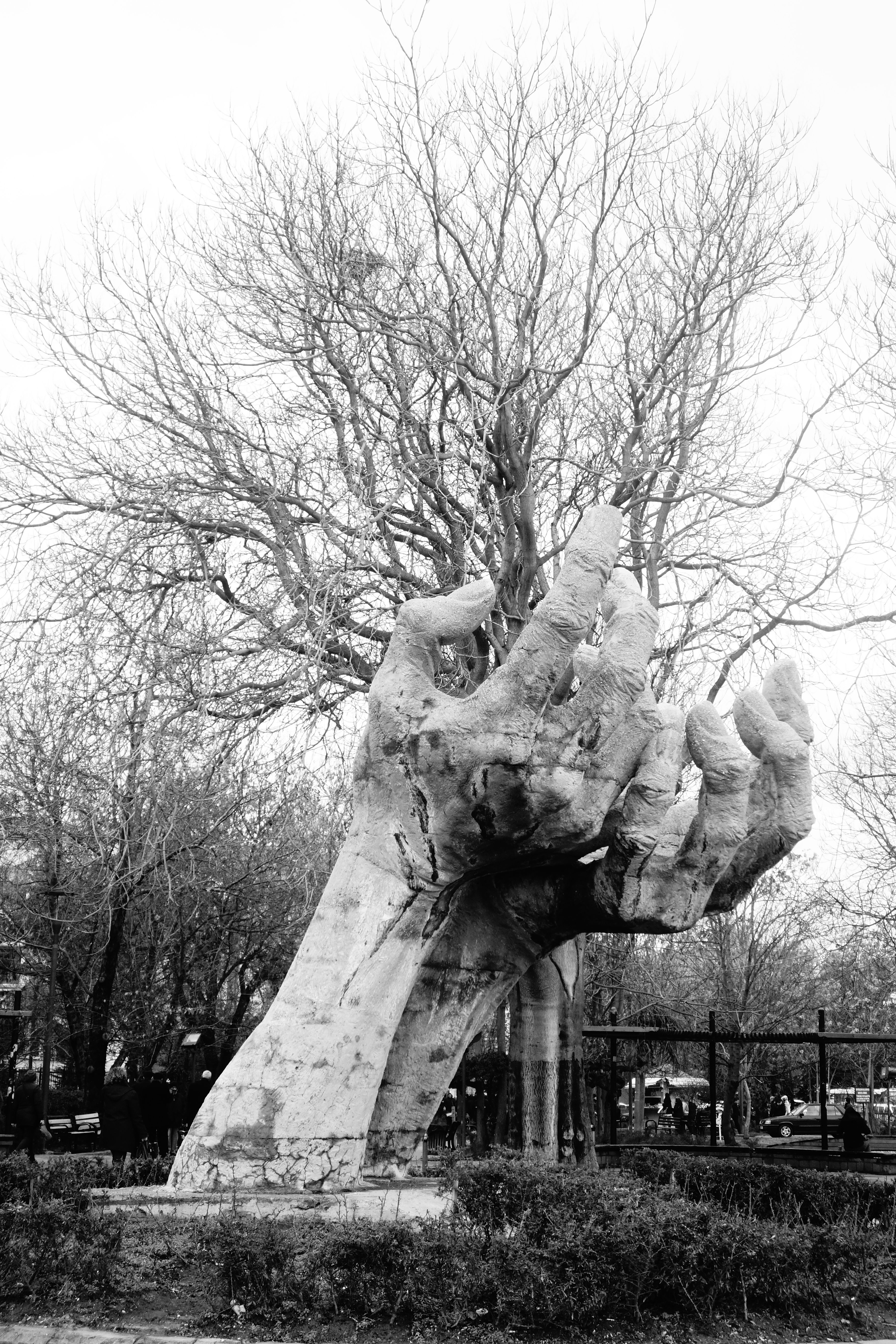 Hand Tree Photos, Download The BEST Free Hand Tree Stock Photos & HD Images