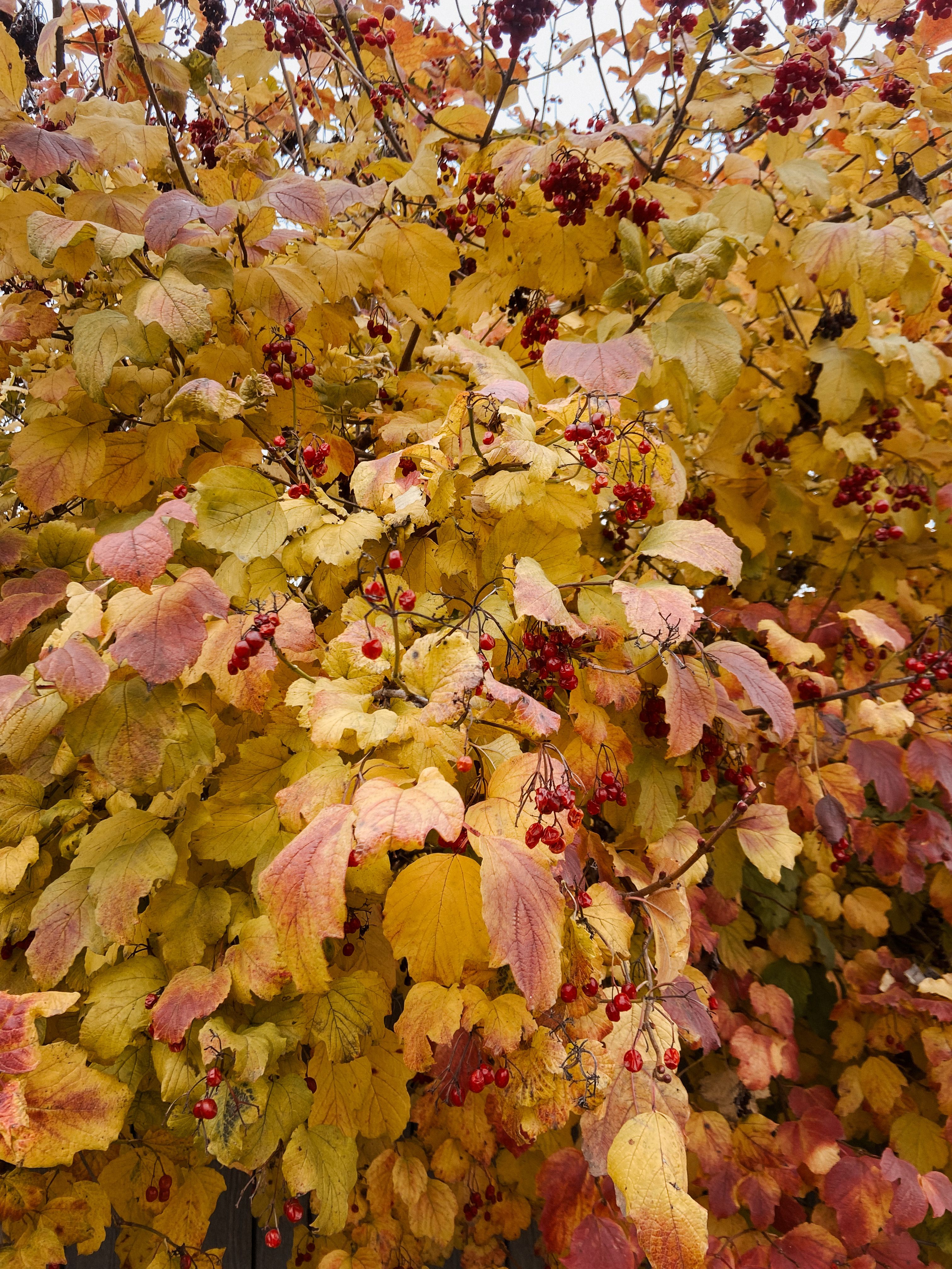 Tree Leaves Texture Photos, Download The BEST Free Tree Leaves Texture ...