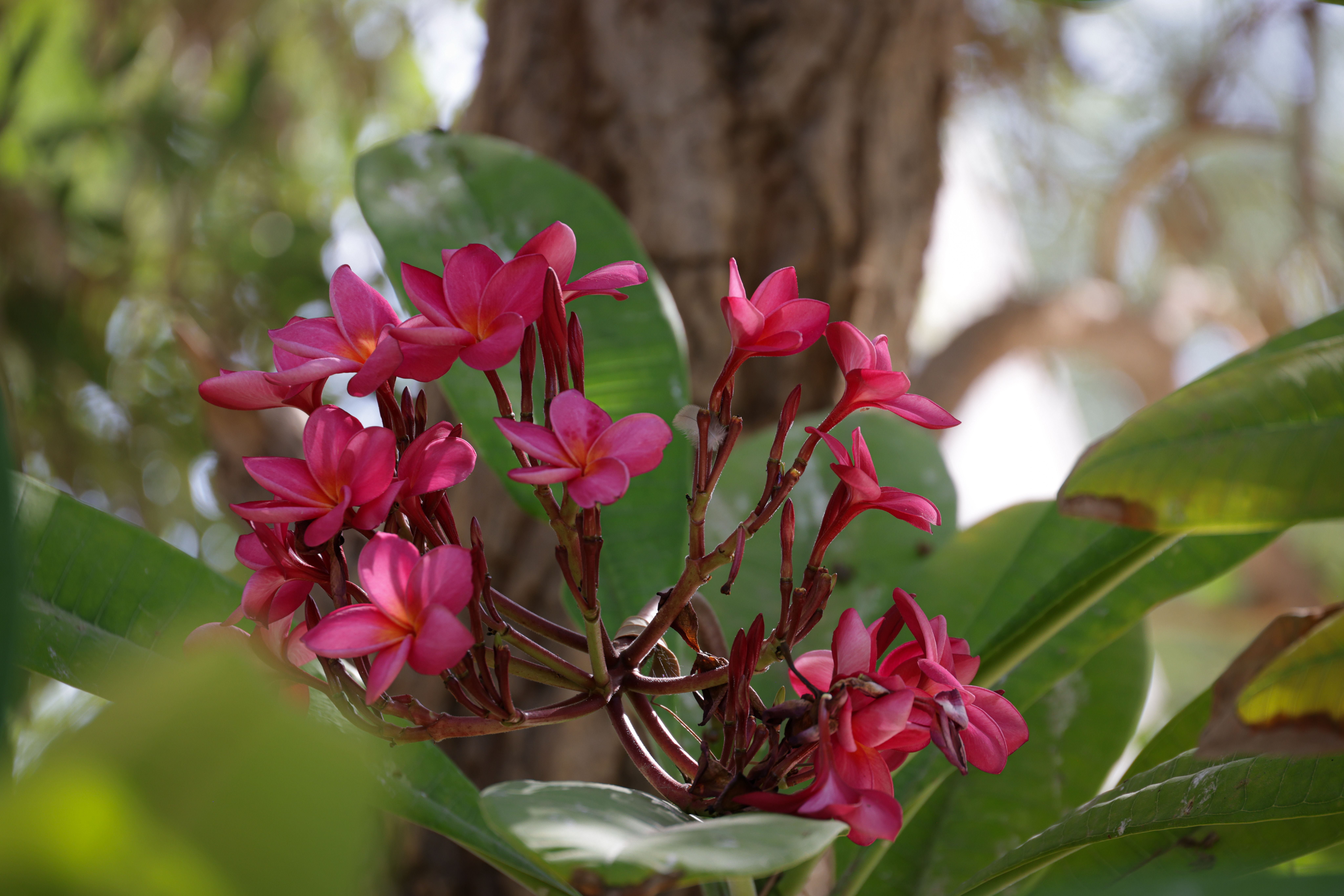 Kuwait+Arfaj+Flower Photos, Download The BEST Free Kuwait+Arfaj+Flower ...