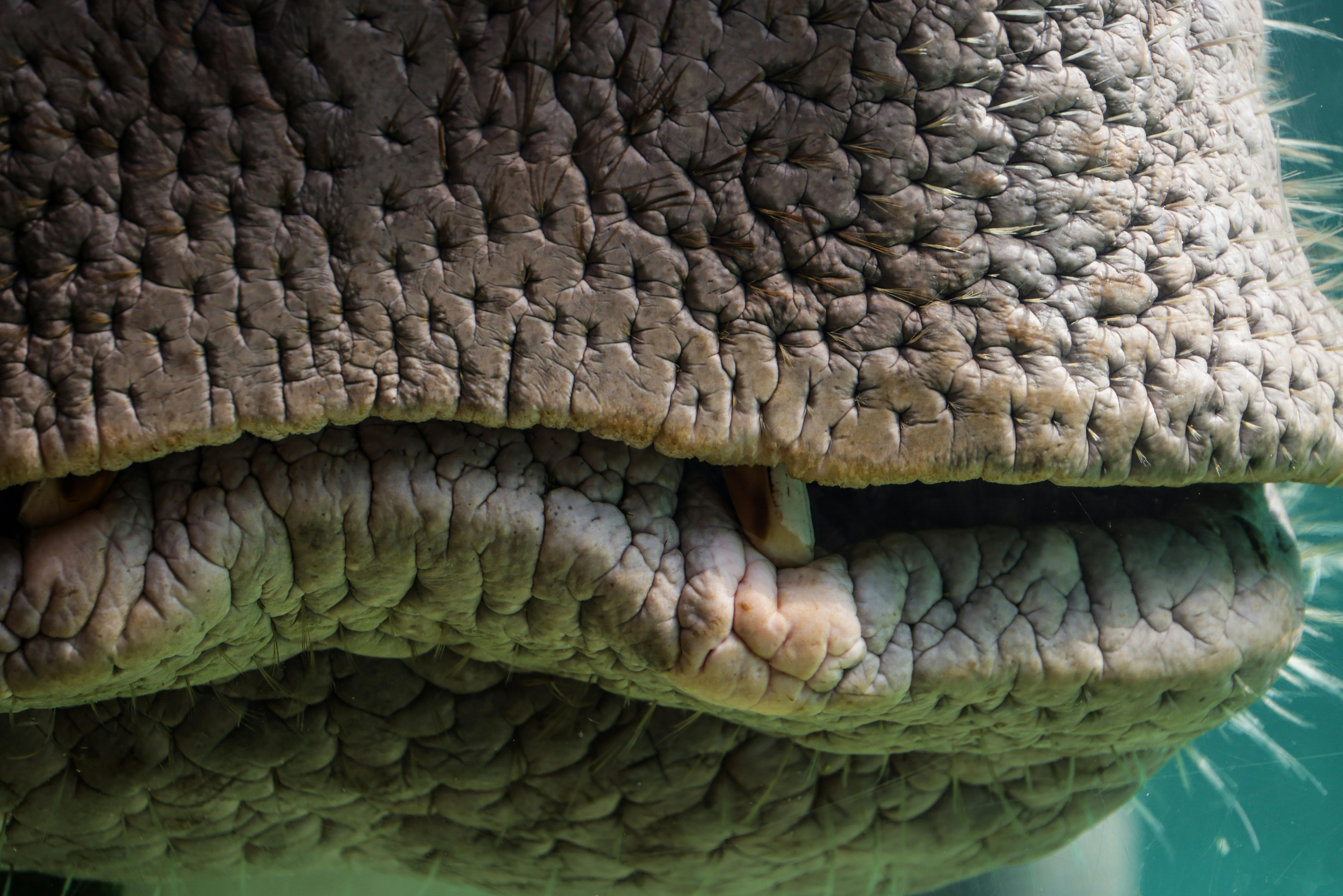 Close Up of Hippopotamus Mouth and Skin Texture · Free Stock Photo