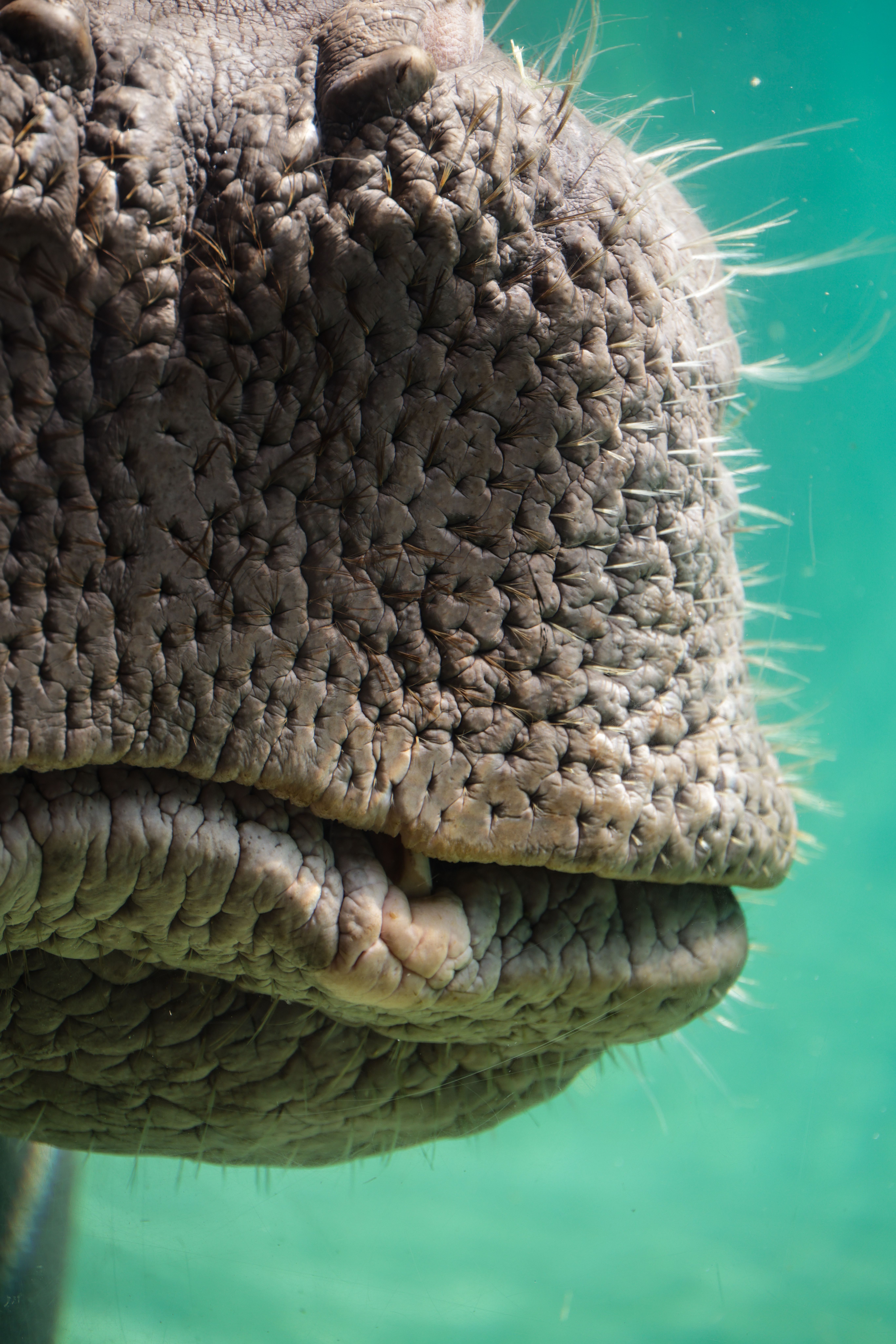 Close-Up of Hippopotamus Underwater · Free Stock Photo