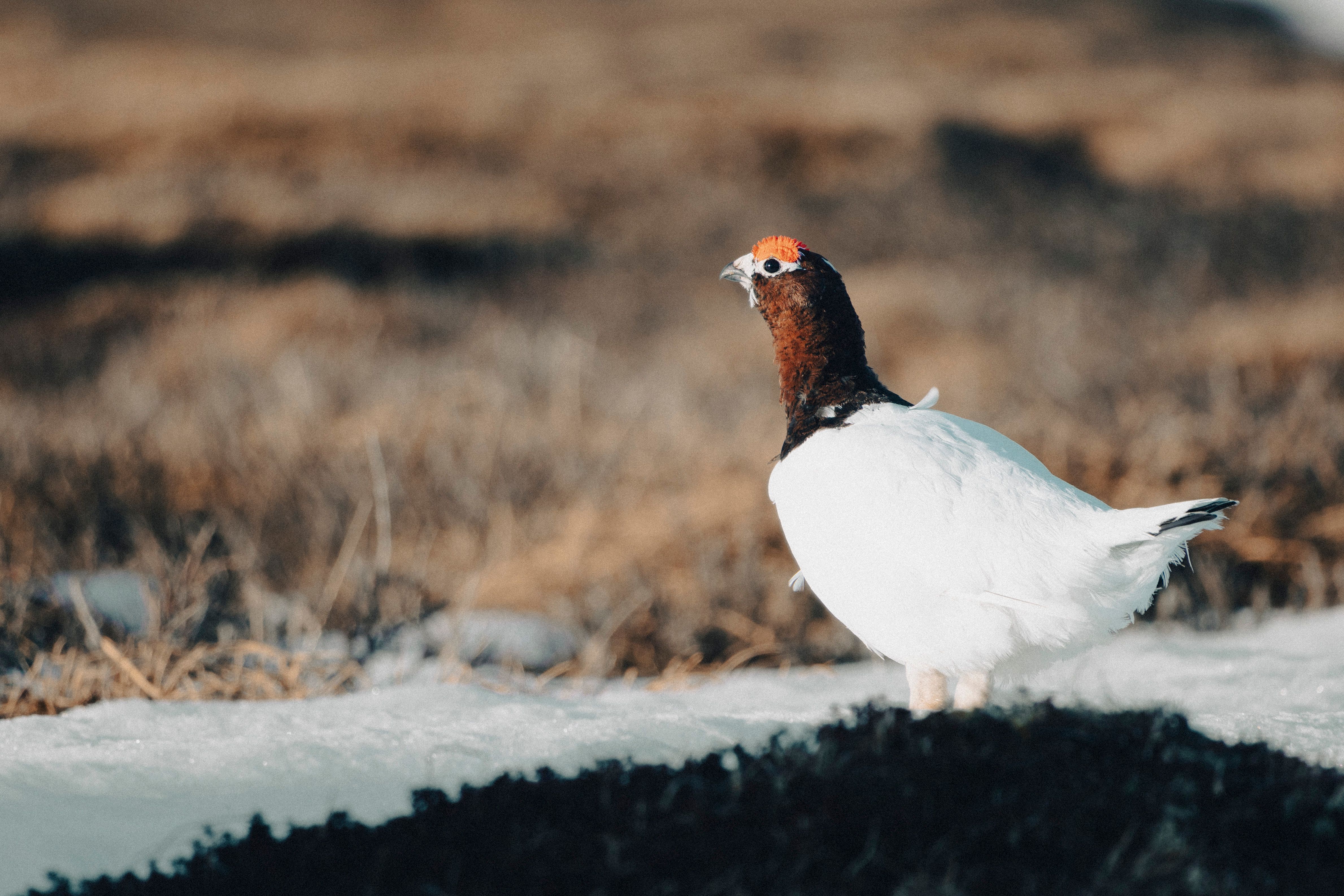 A Rock Ptarmigan Bird during Winter · Free Stock Photo
