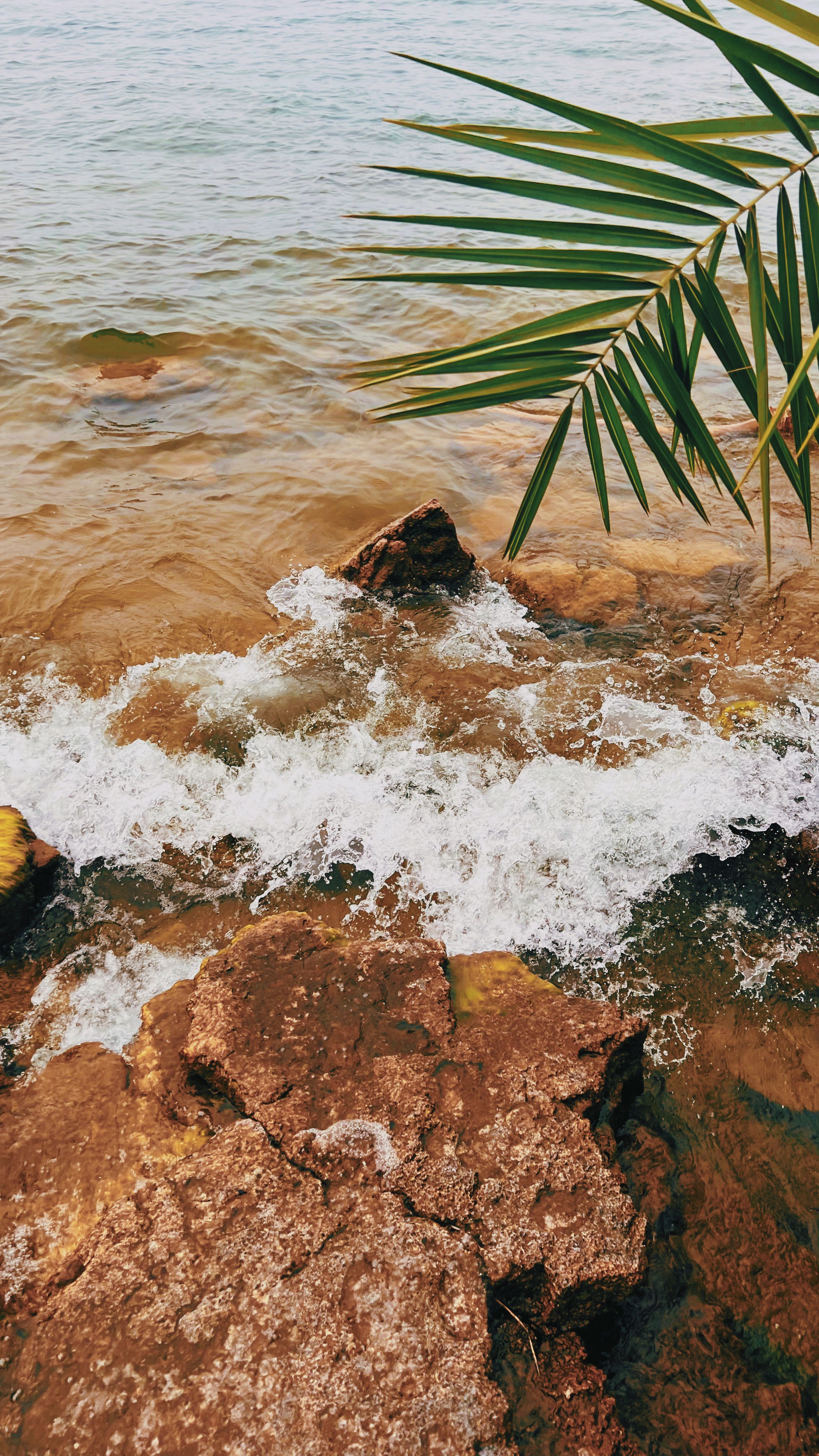 Tropical Shoreline with Waves and Palm Leaf · Free Stock Photo