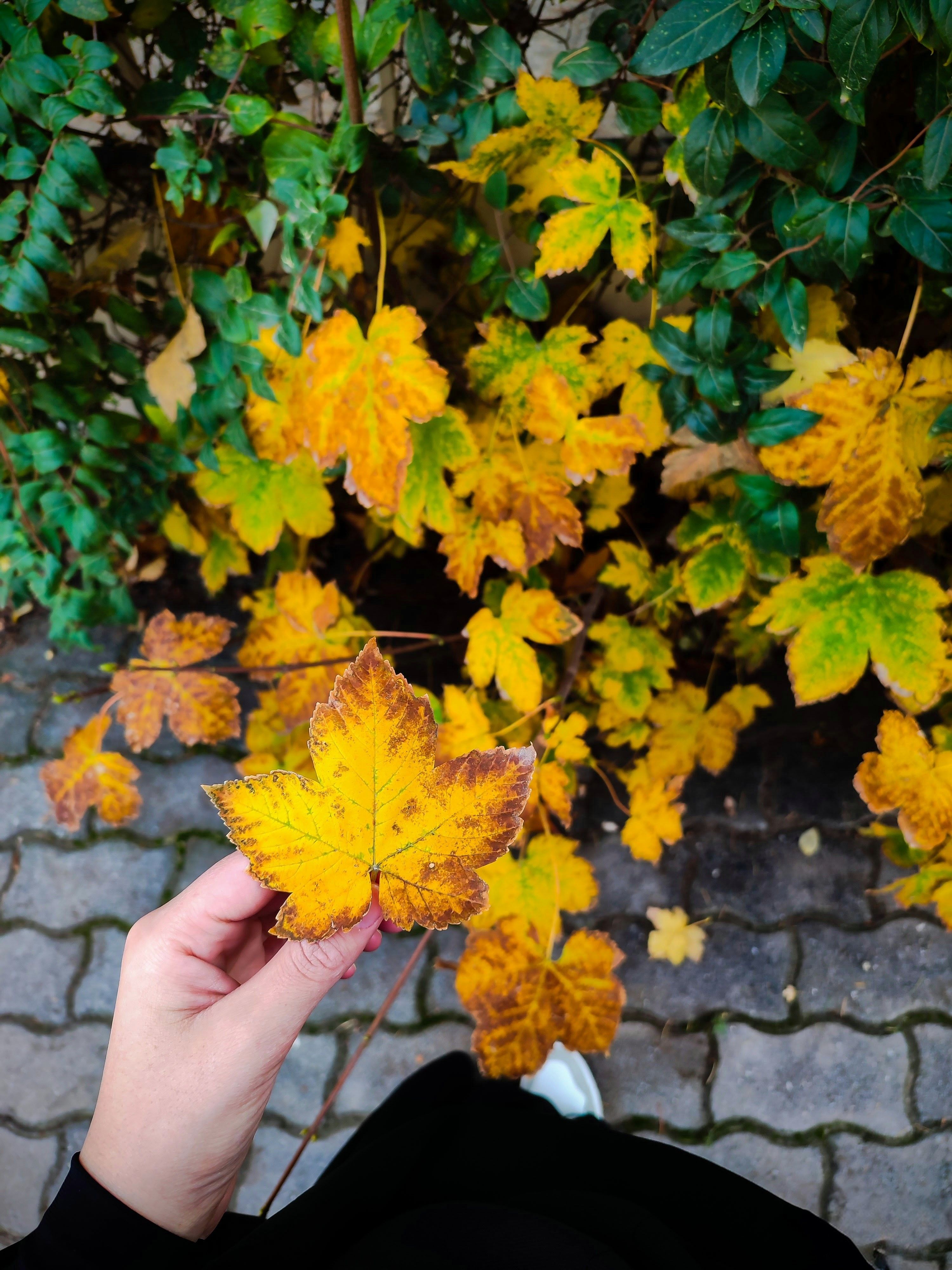 Hand Holding Vibrant Autumn Leaf in Leafy Pathway · Free Stock Photo