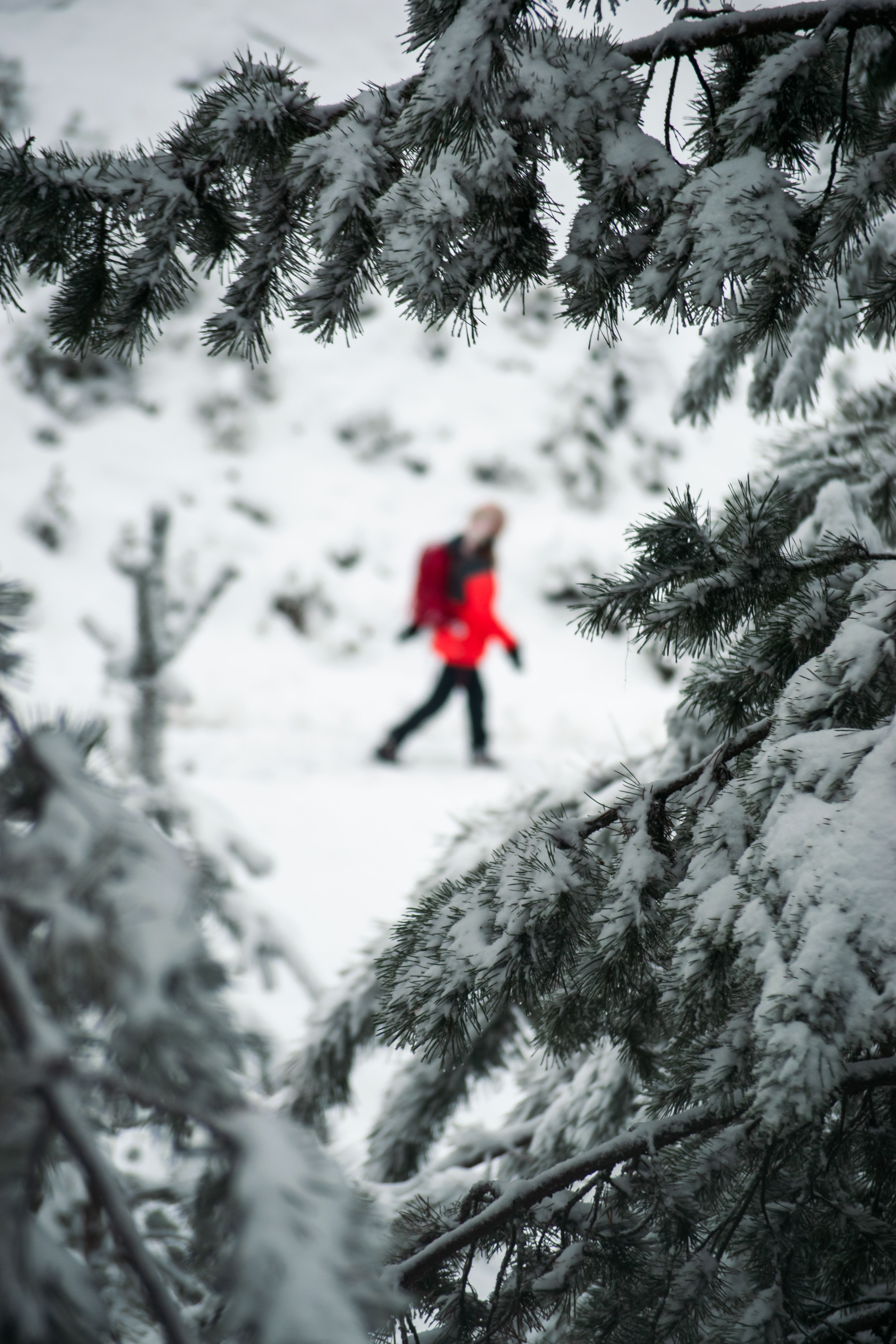 Winter Hiking Adventure in Snowy Forest · Free Stock Photo