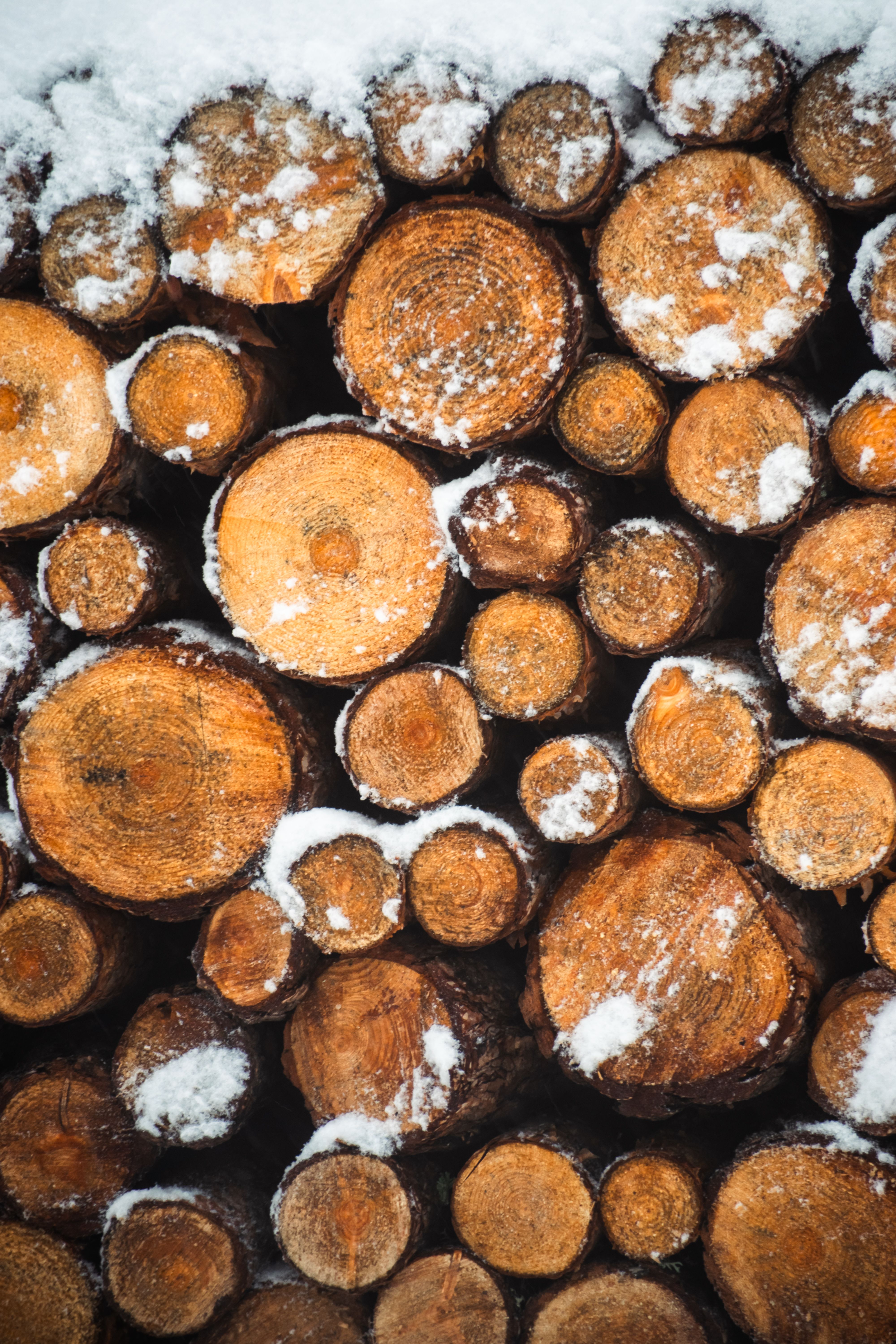 Wood Logs Photos, Download The BEST Free Wood Logs Stock Photos & HD Images